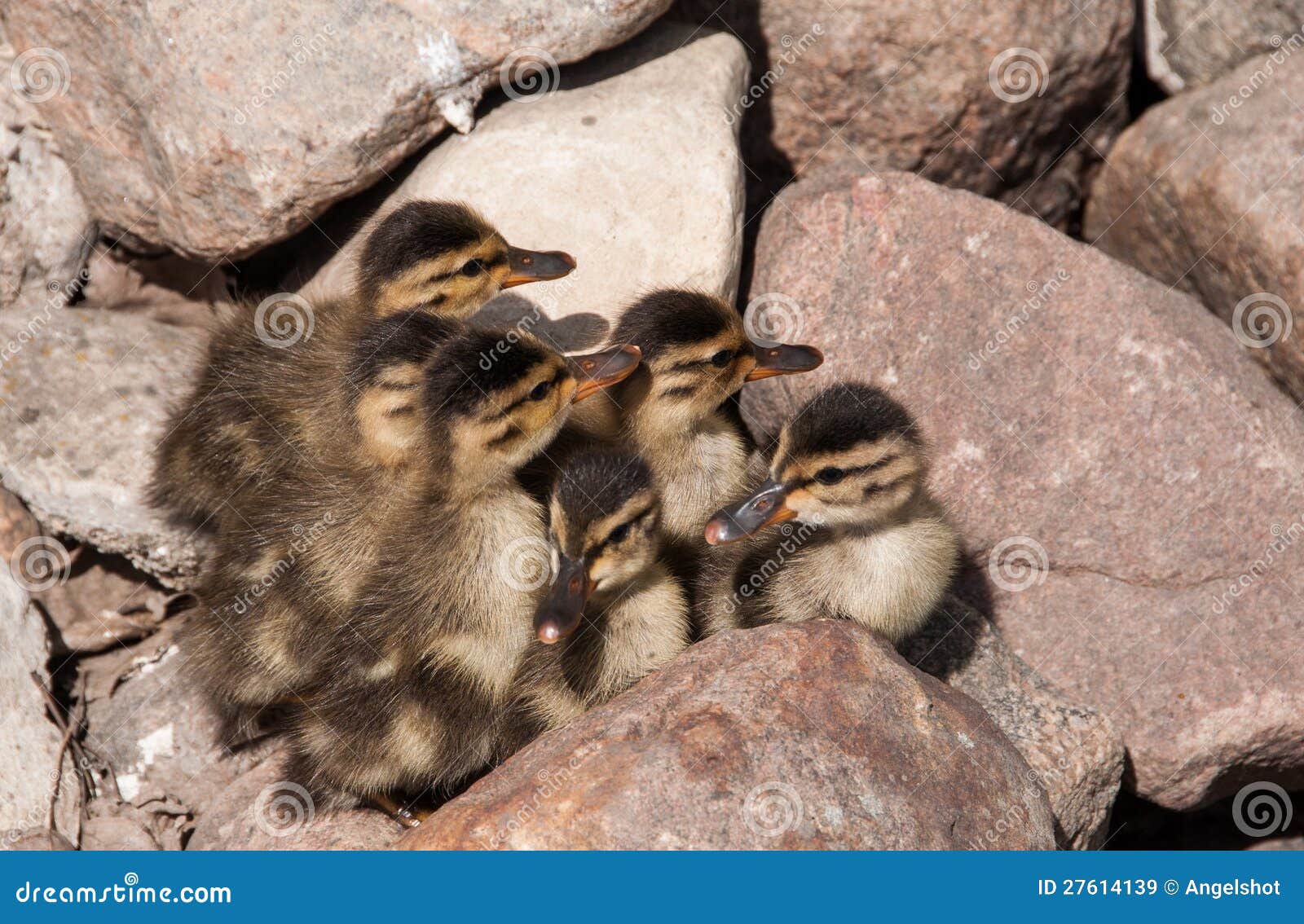 Six ducklings on the rocks stock image. Image of grass - 27614139