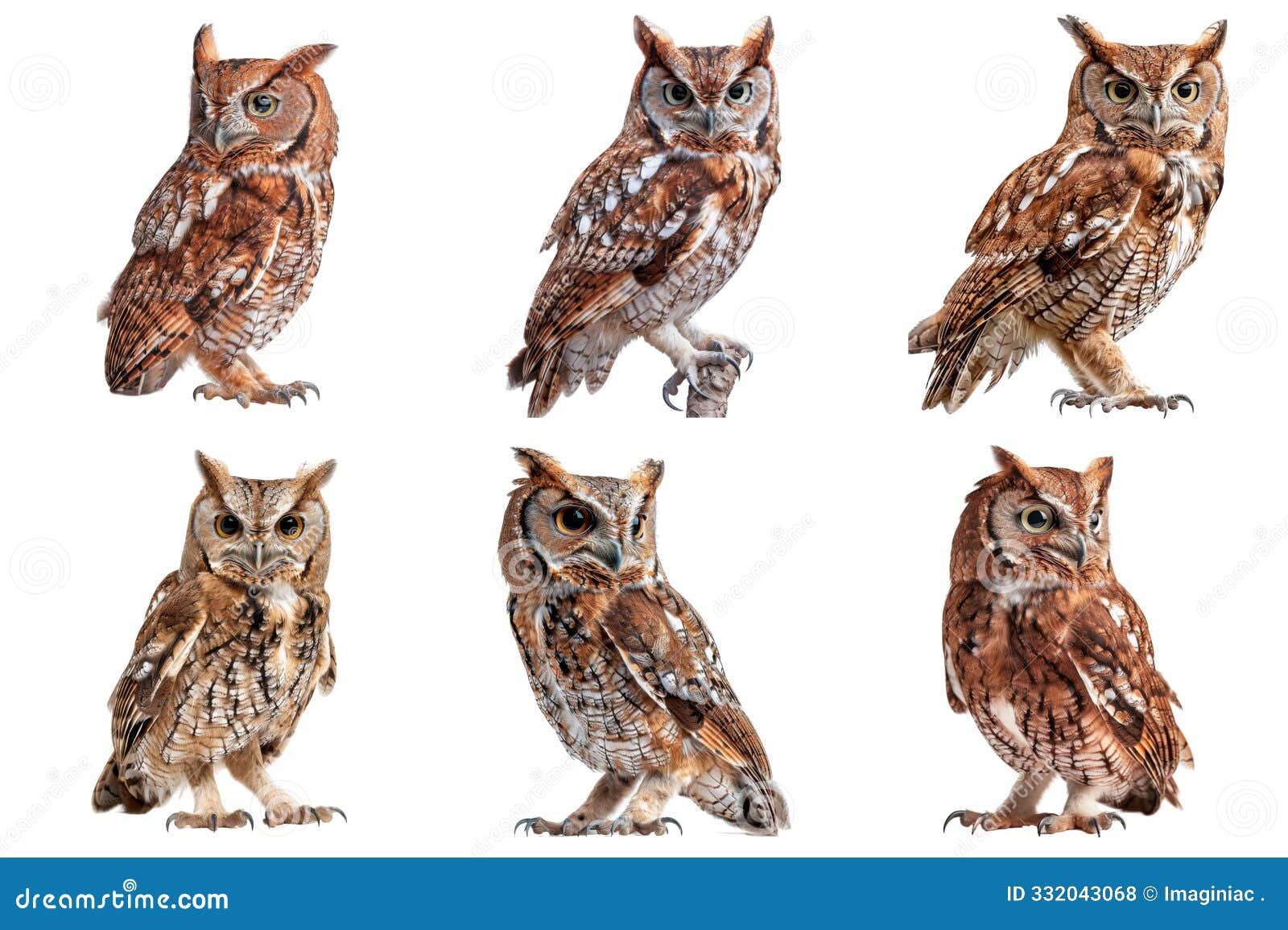Six Eastern Screech Owls in Various Poses Stock Illustration ...
