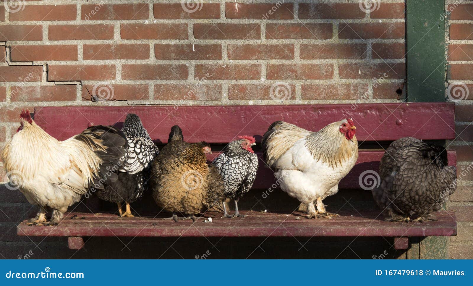 Farm Chickens in the Sun on a Sofa Stock Photo - Image of farming ...