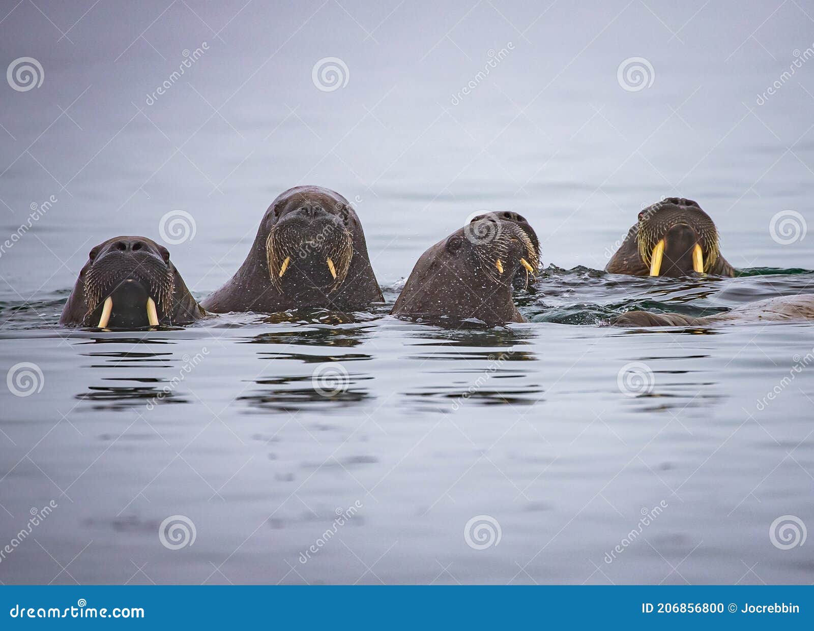 Six Female Walruses in a Herd Watching the People on Shore Stock Photo ...
