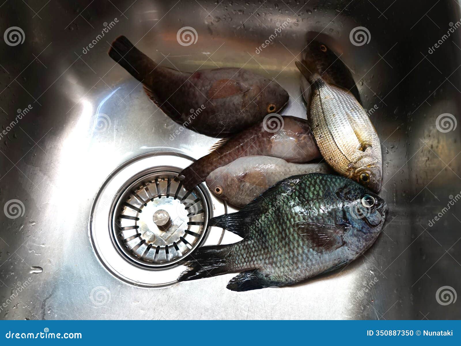 Six fish in the sink stock photo. Image of food, fish - 350887350