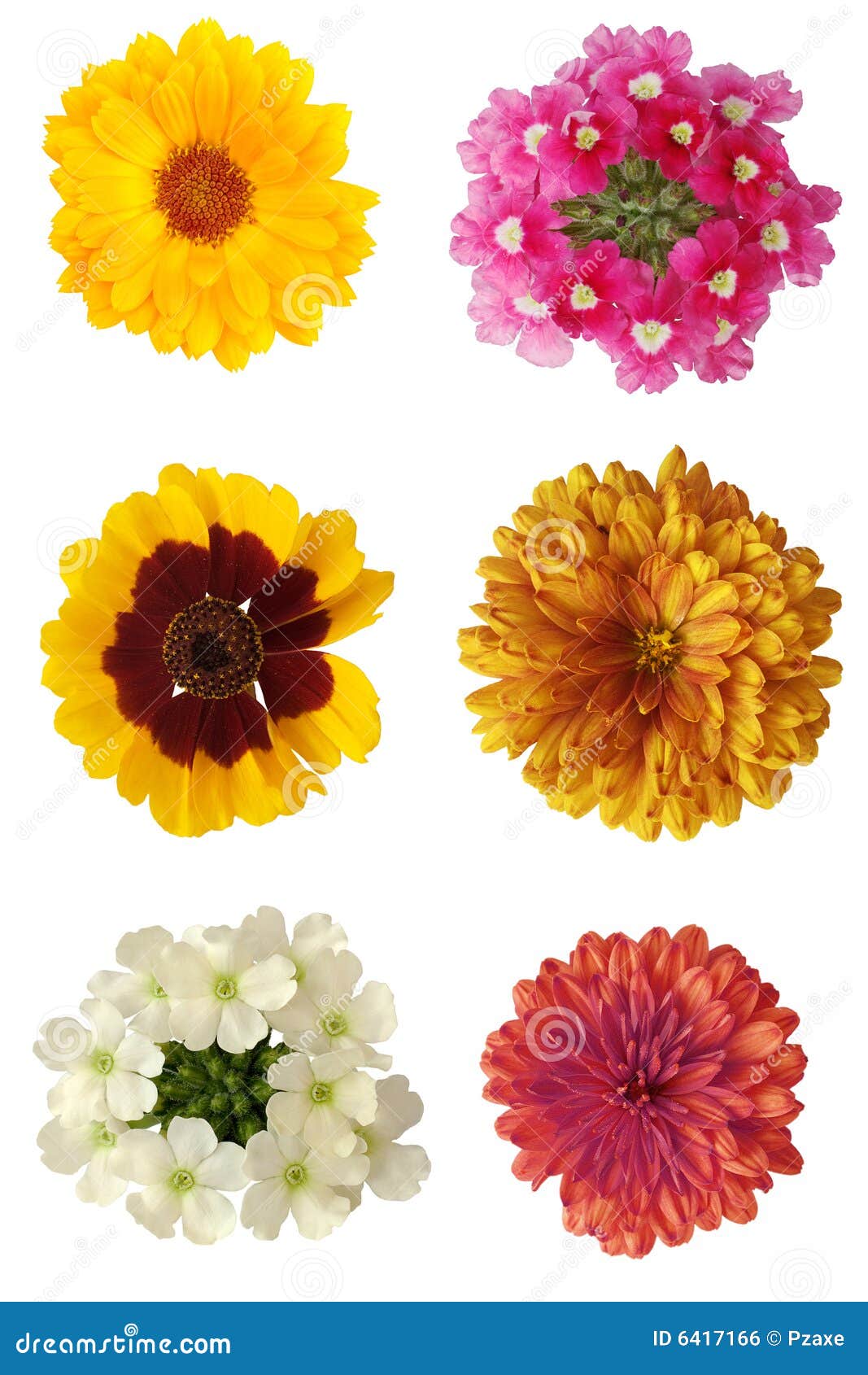 Six flowers stock photo. Image of yellow, white, blume - 6417166