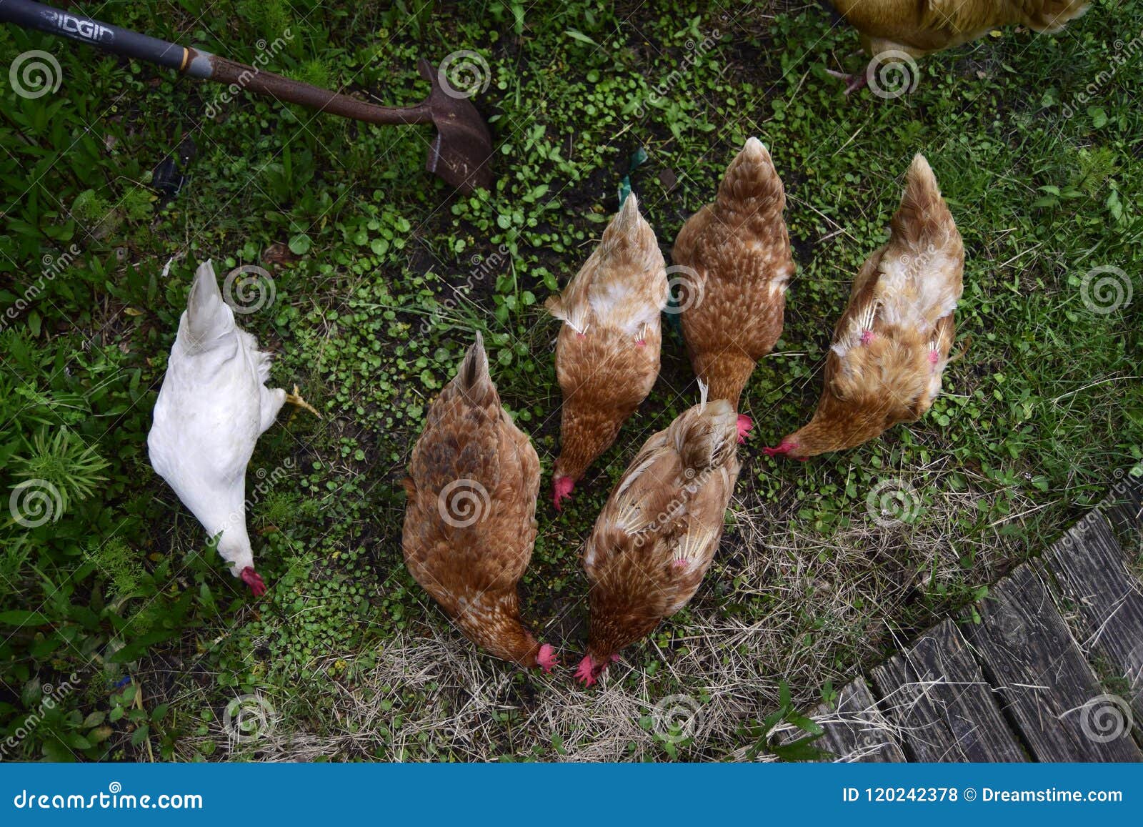Free Range Chicken Scratching Around. Stock Photo - Image of green ...