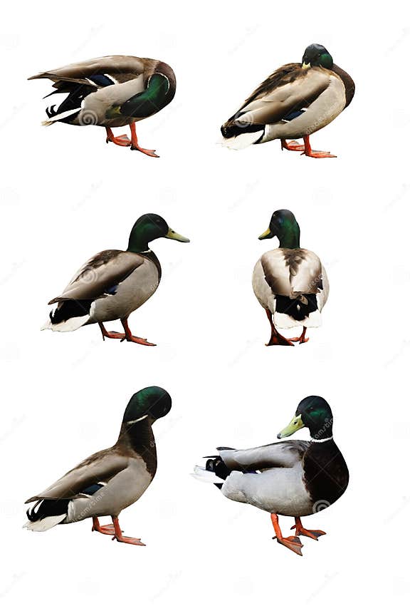 Six funny ducks stock photo. Image of colorful, duck, funny - 4910632