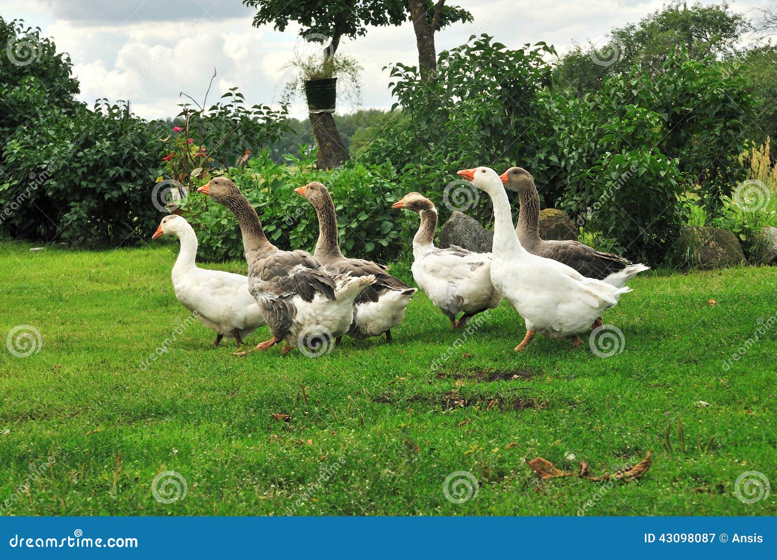 Six geese in garden stock image. Image of lawn, byre - 43098087