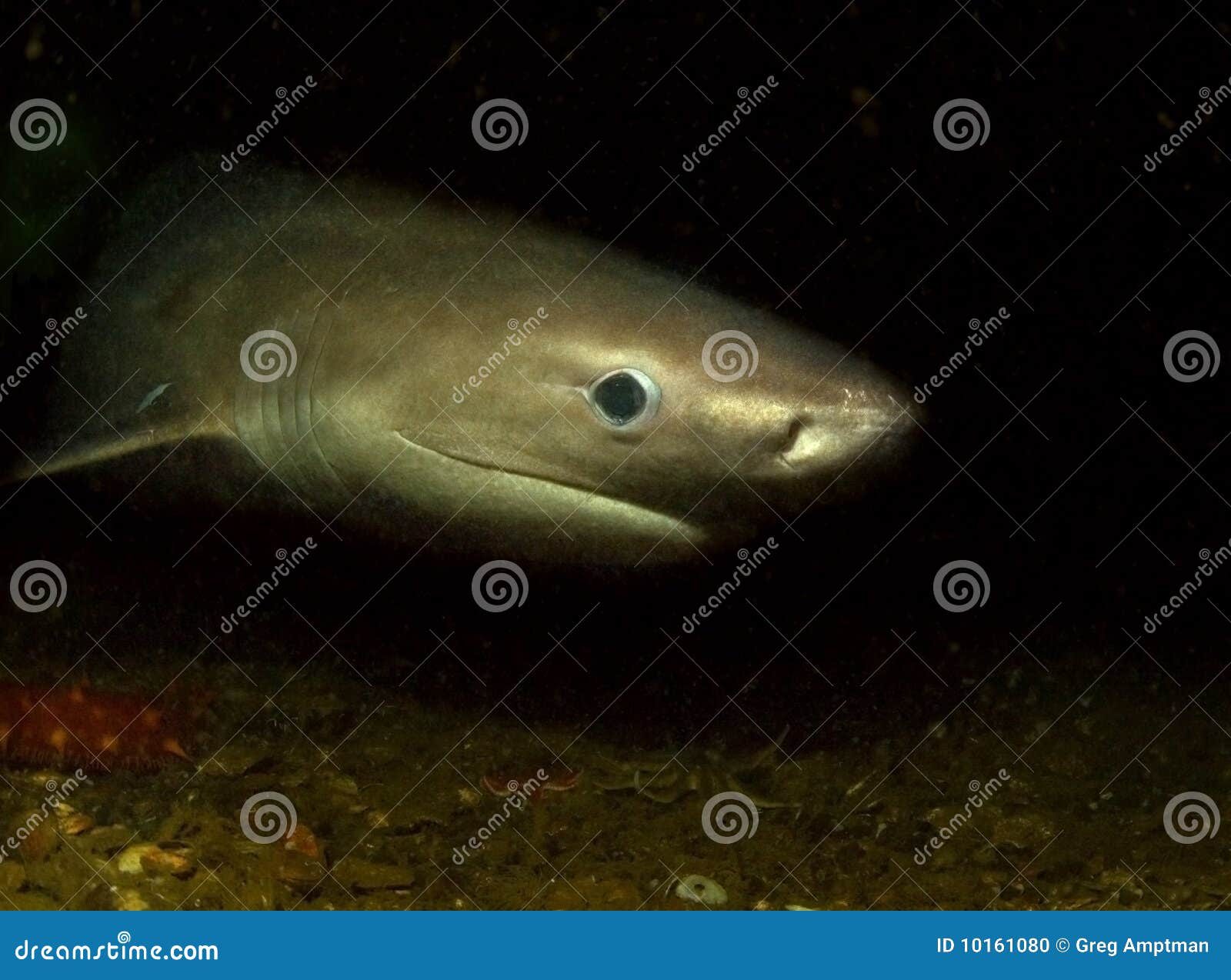 Six Gill Shark stock photo. Image of hobby, sixgill, predator - 10161080