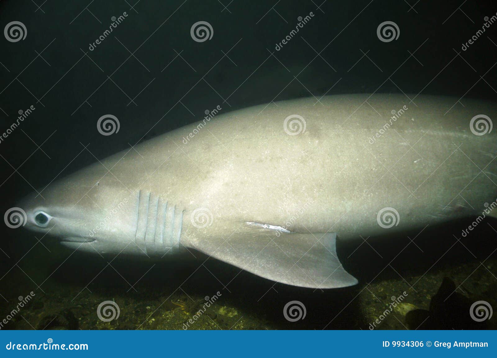 Six Gill Shark stock photo. Image of nature, hexanchus - 9934306