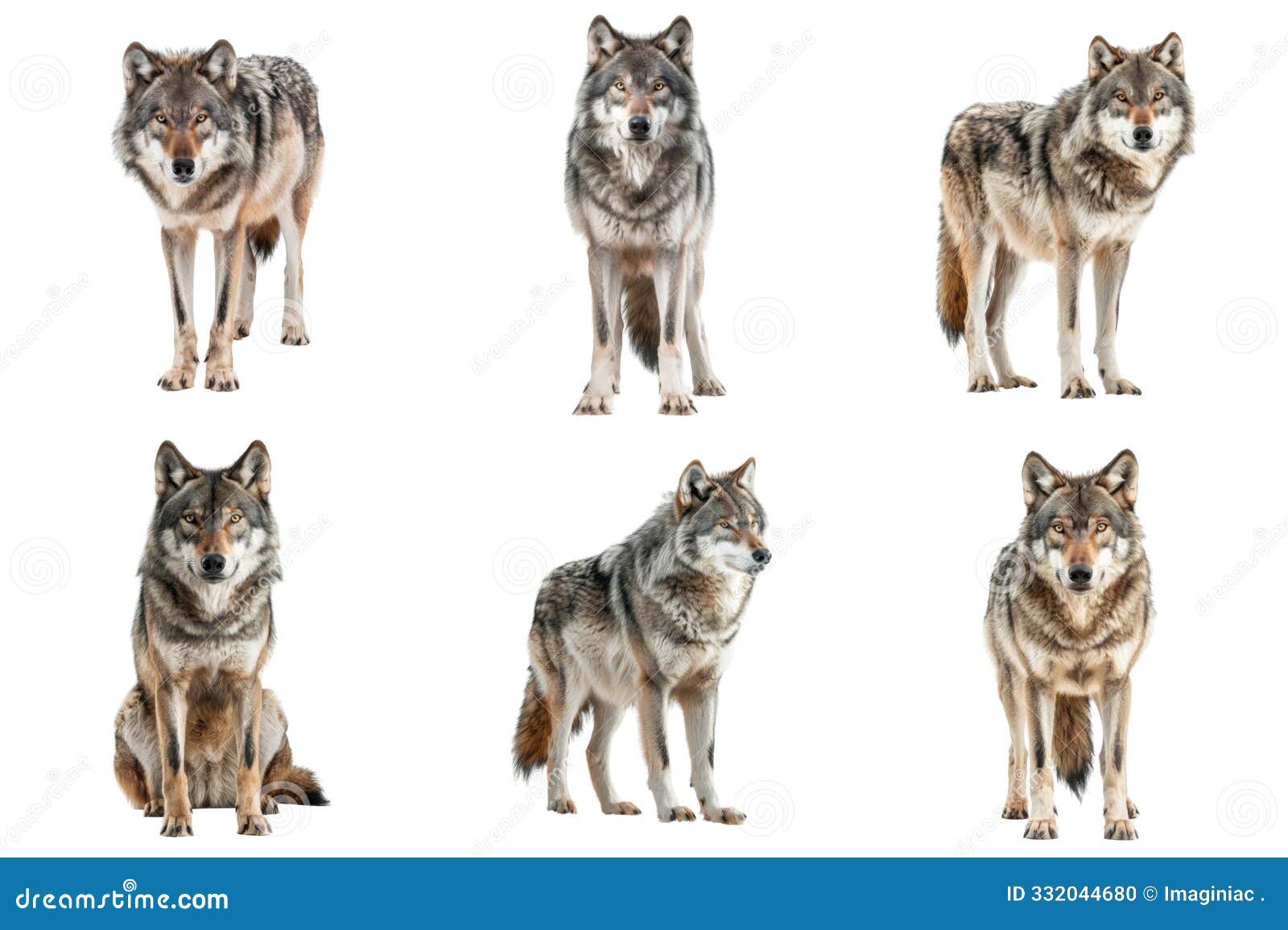 Six Gray Wolves Standing and Sitting on a White Background Stock ...