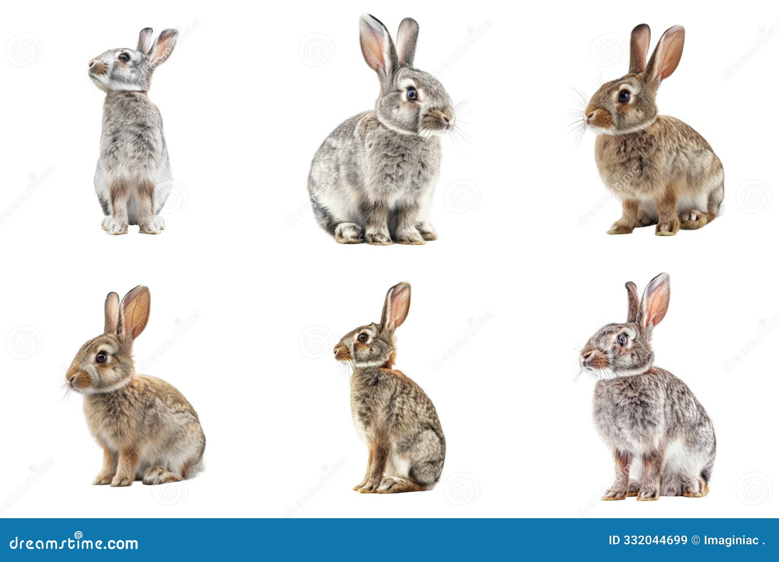 Six Grey Rabbits Sitting Against a White Background Stock Illustration ...