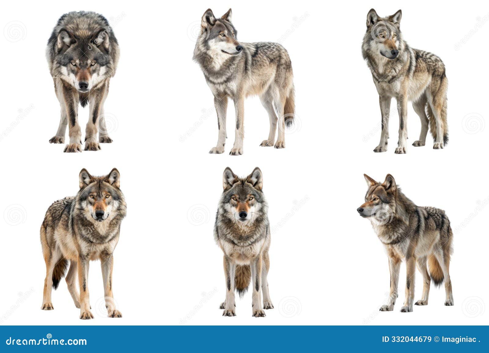 Six Grey Wolves in Various Poses Against a White Background Stock ...