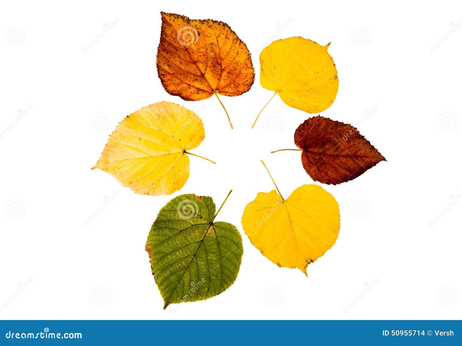 Six High Resolution Autumn Leaves of Lime Tree Stock Photo - Image of ...