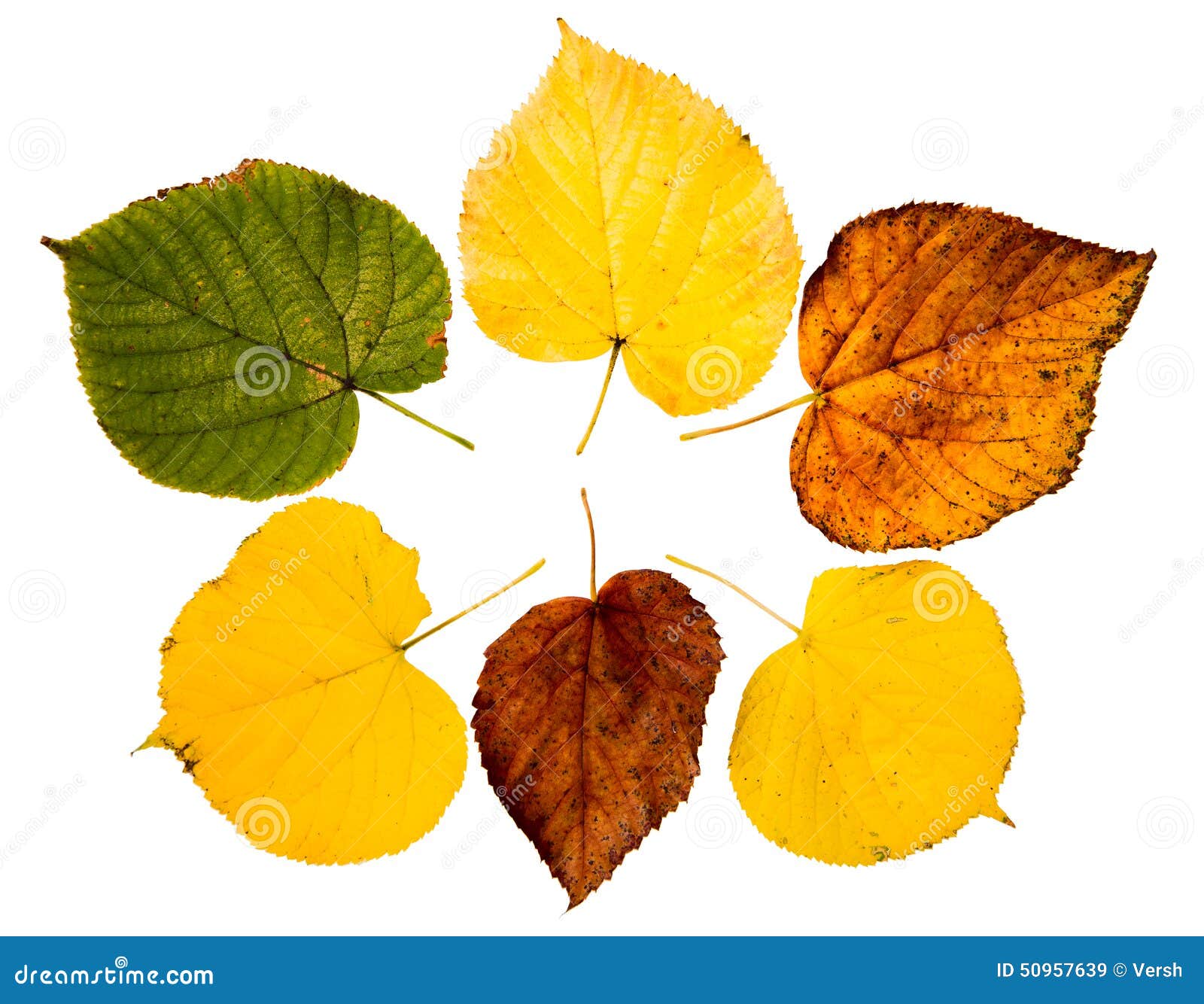 Six High Resolution Autumn Leaves of Lime Tree Stock Image - Image of ...