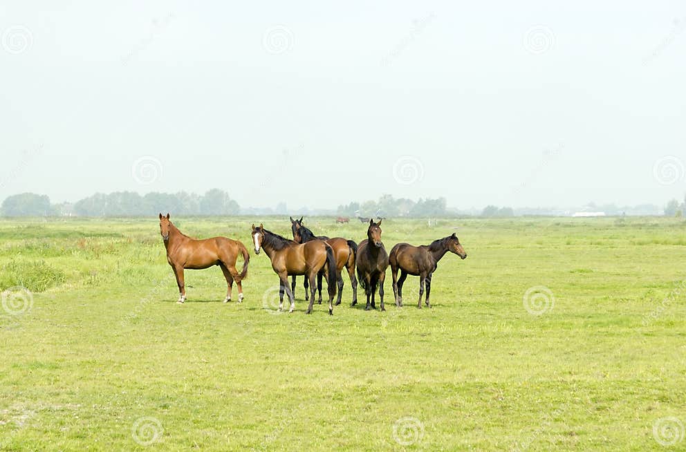 Six Horses in a Green Meadow Stock Image - Image of ranch, season: 35007385
