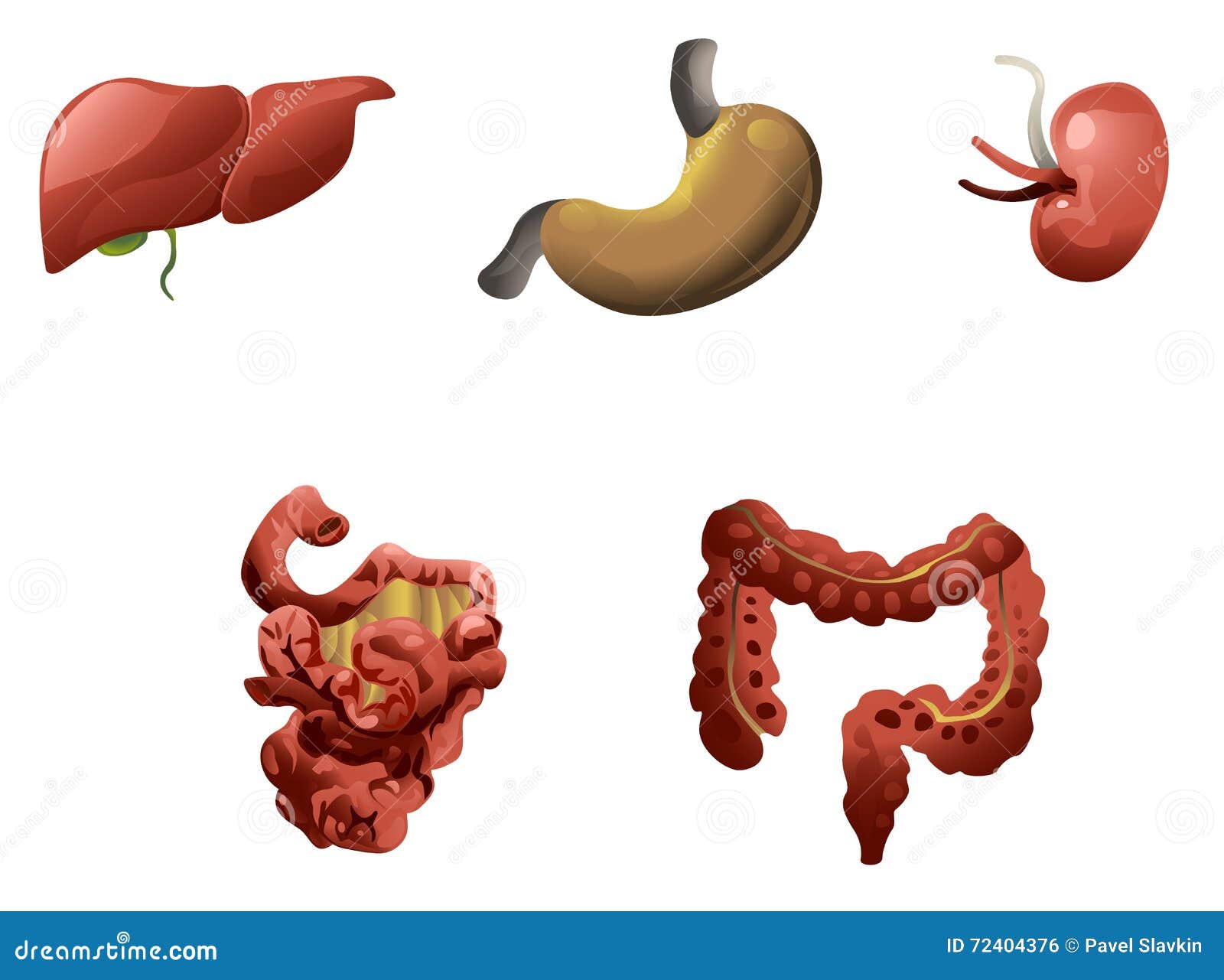 Six human organs stock vector. Illustration of intestine - 72404376