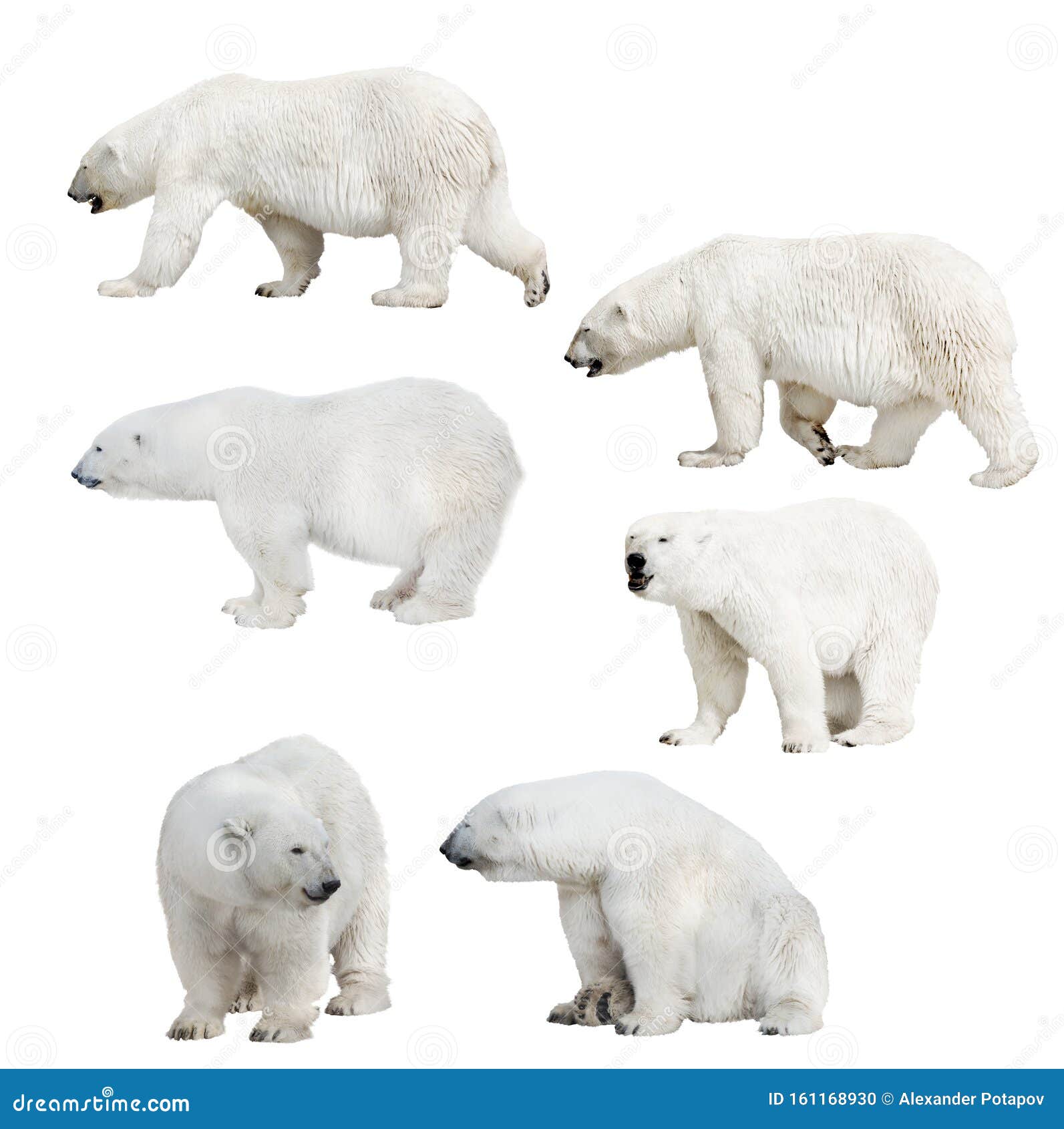 Six isolated polar bears stock photo. Image of bear - 161168930