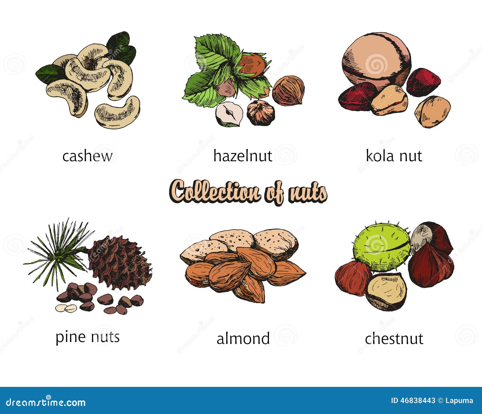 Six kinds of nuts stock vector. Illustration of doodle - 46838443