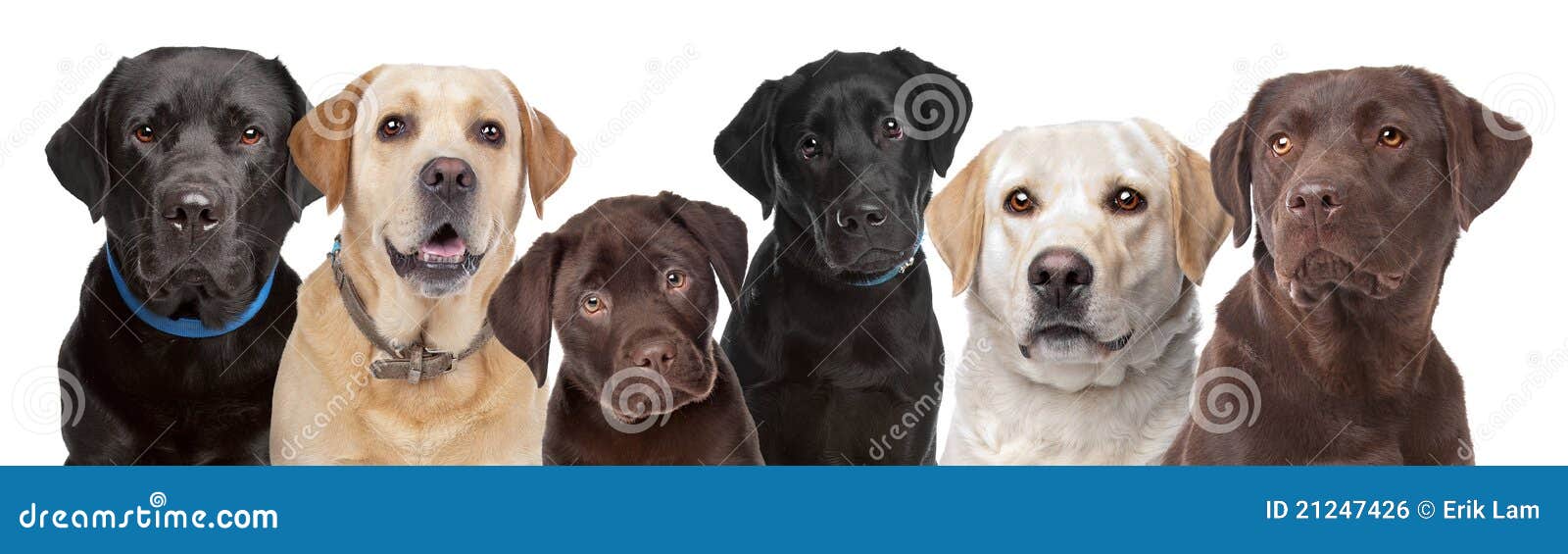 Six Labrador dogs in a row stock photo. Image of portrait - 21247426