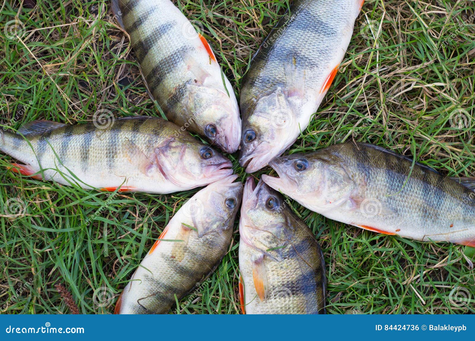 Six large perch stock photo. Image of large, activity - 84424736