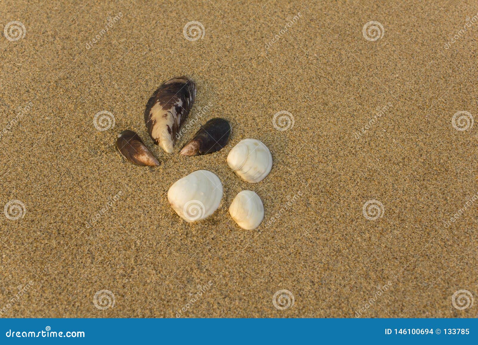 Six Large White and Brown Shells Close Up on a Blurred Yellow Sand ...