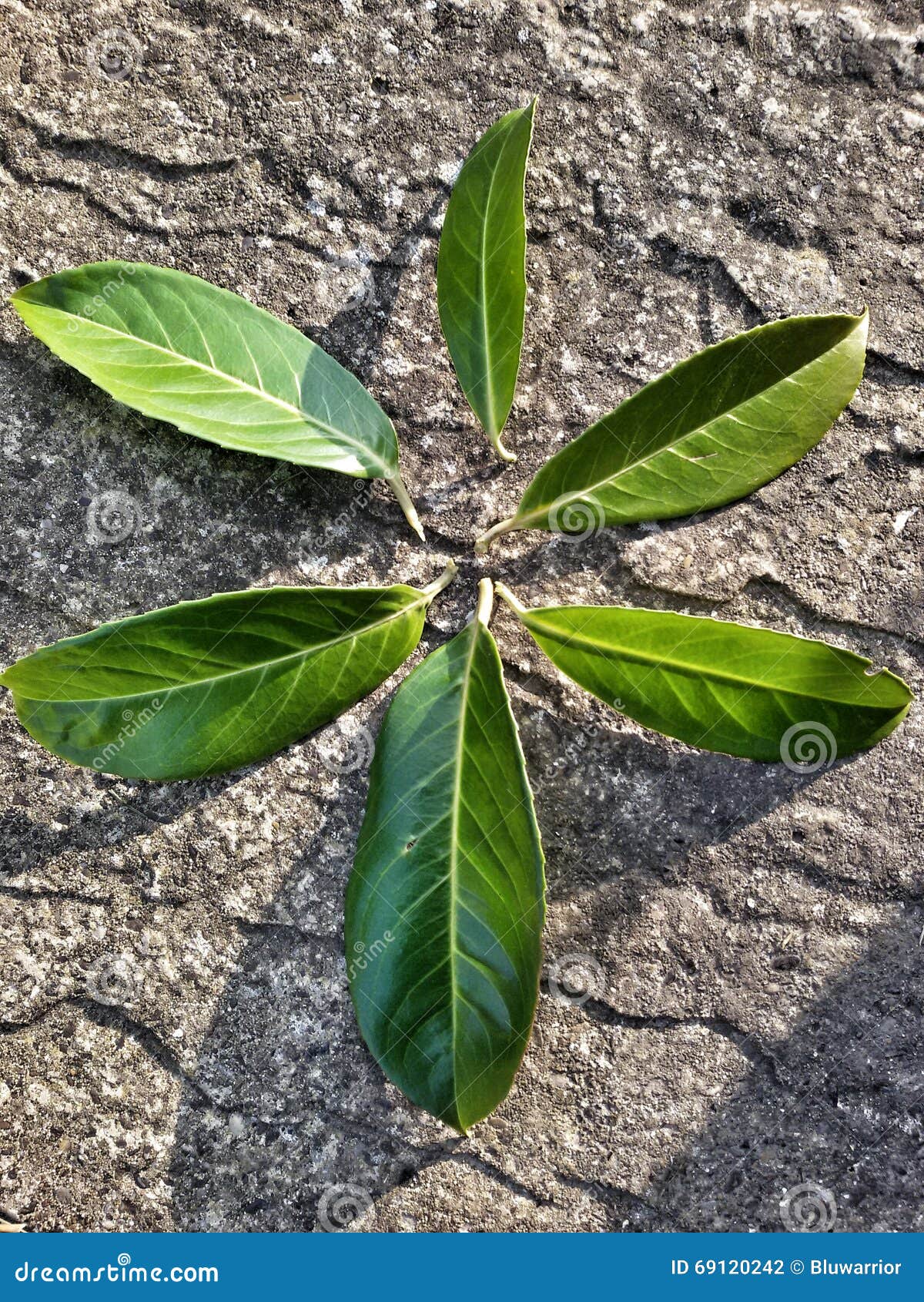 Six leaves stock photo. Image of leaves, plant, star - 69120242