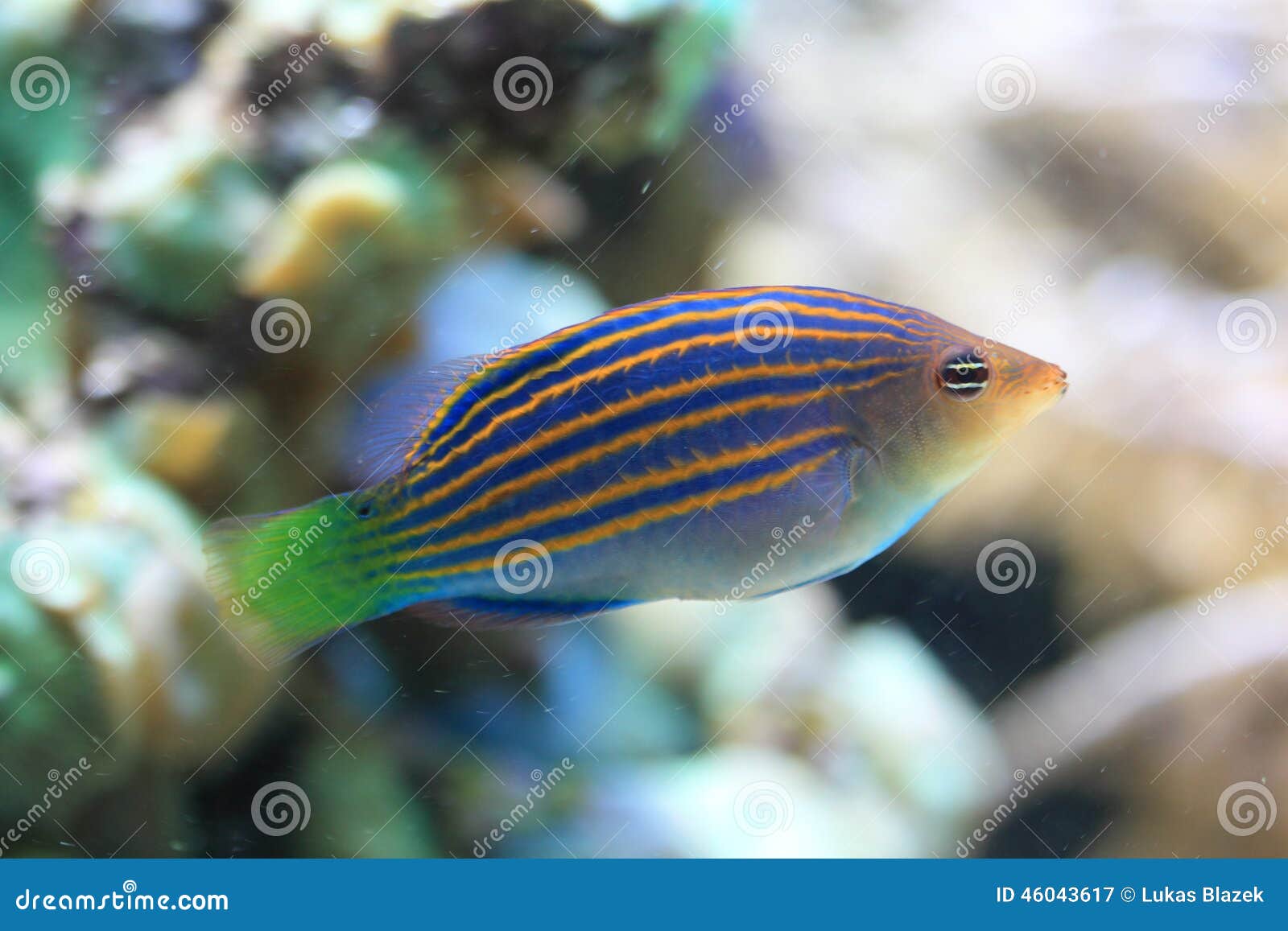 Six line wrasse stock image. Image of indo, life, ocean - 46043617