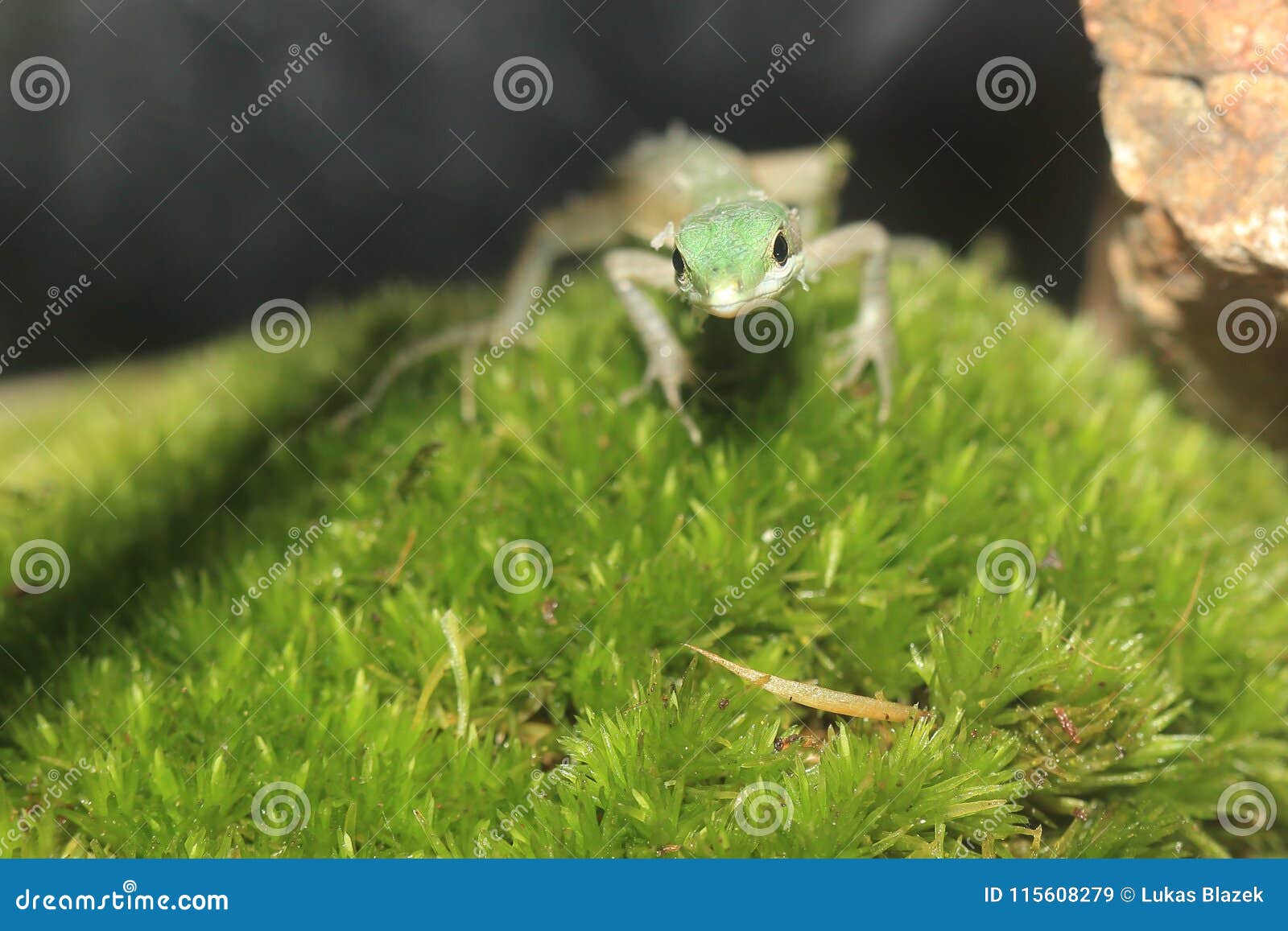 Grass Lizard On The Rock. Takydromus Sexlineatus, The Asian Grass ...