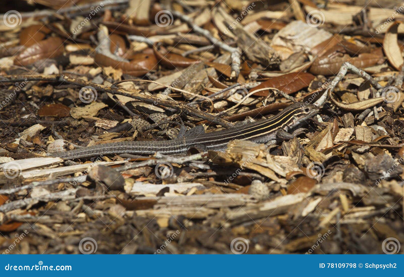 Six Lined Racerunner Lizard Stock Photo - Image of nature, racerunner ...