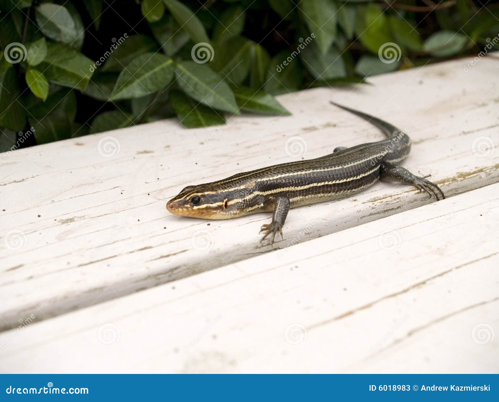 Six-lined Racerunner Lizard Stock Image - Image of legs, single: 6018983