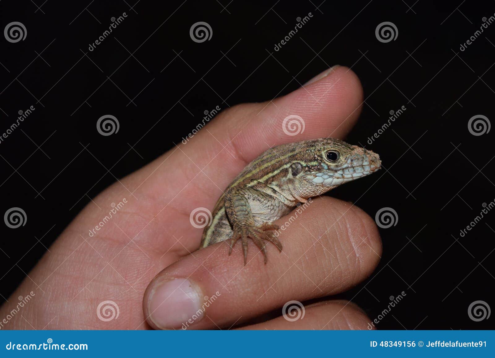 Six lined racerunner stock photo. Image of lizard, oklahoma - 48349156