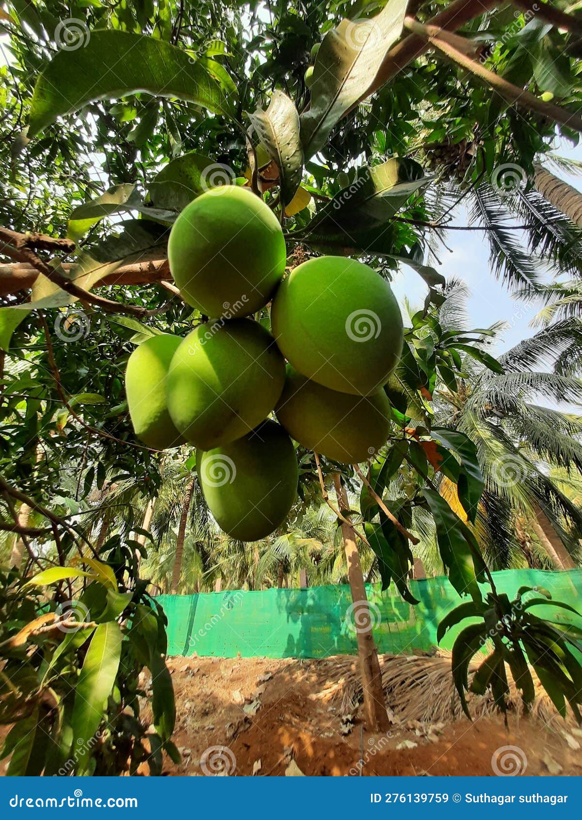 Six Mangoes in a Single Branch Stock Image - Image of single, organic ...