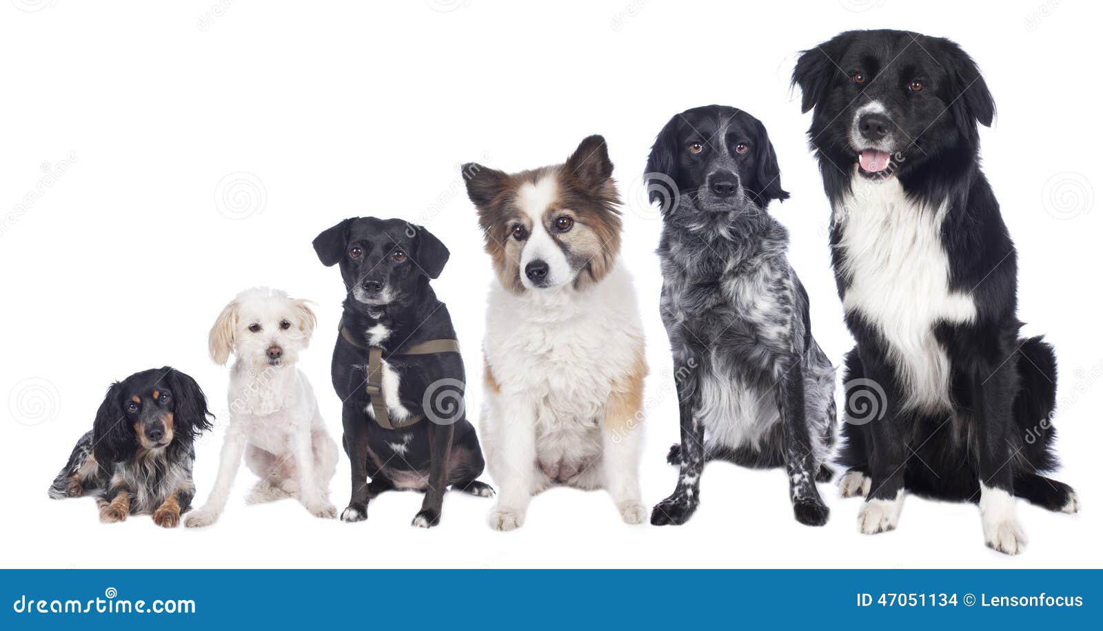 Six Mixed Breed Dogs in a Row Stock Photo - Image of looking, cute ...