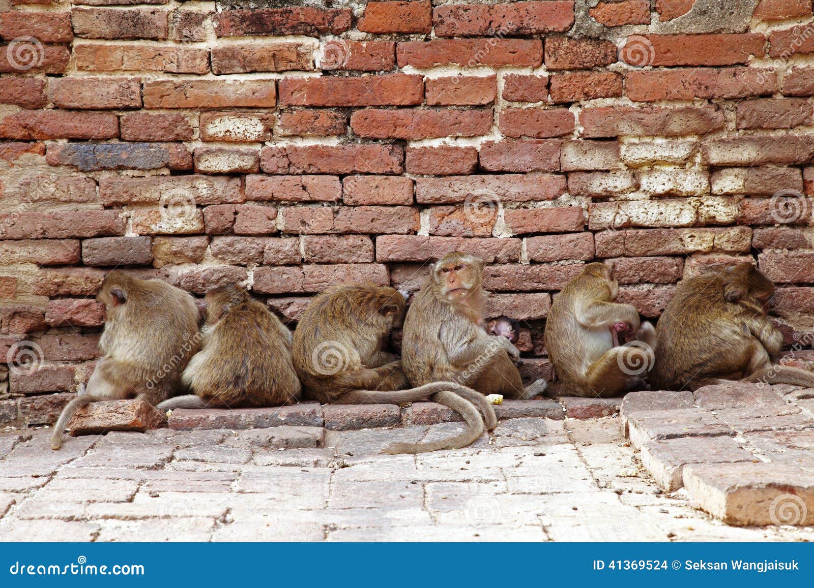 Six Monkey and Red Brick Wall Stock Photo - Image of green, life: 41369524