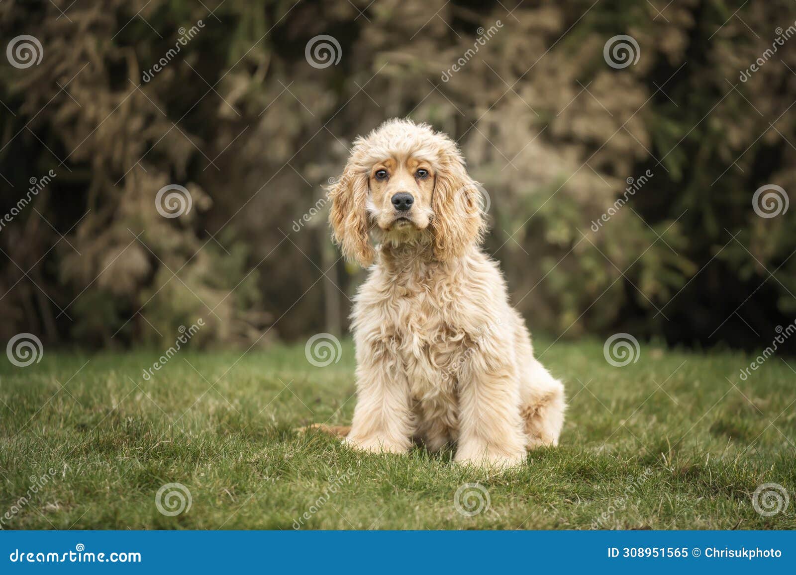 Six Month Old Cocker Spaniel Puppy in a Field Looking Straight Ahead ...