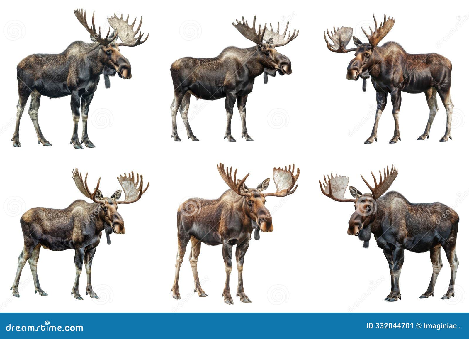 Six Moose with Large Antlers Standing on a White Background Stock ...