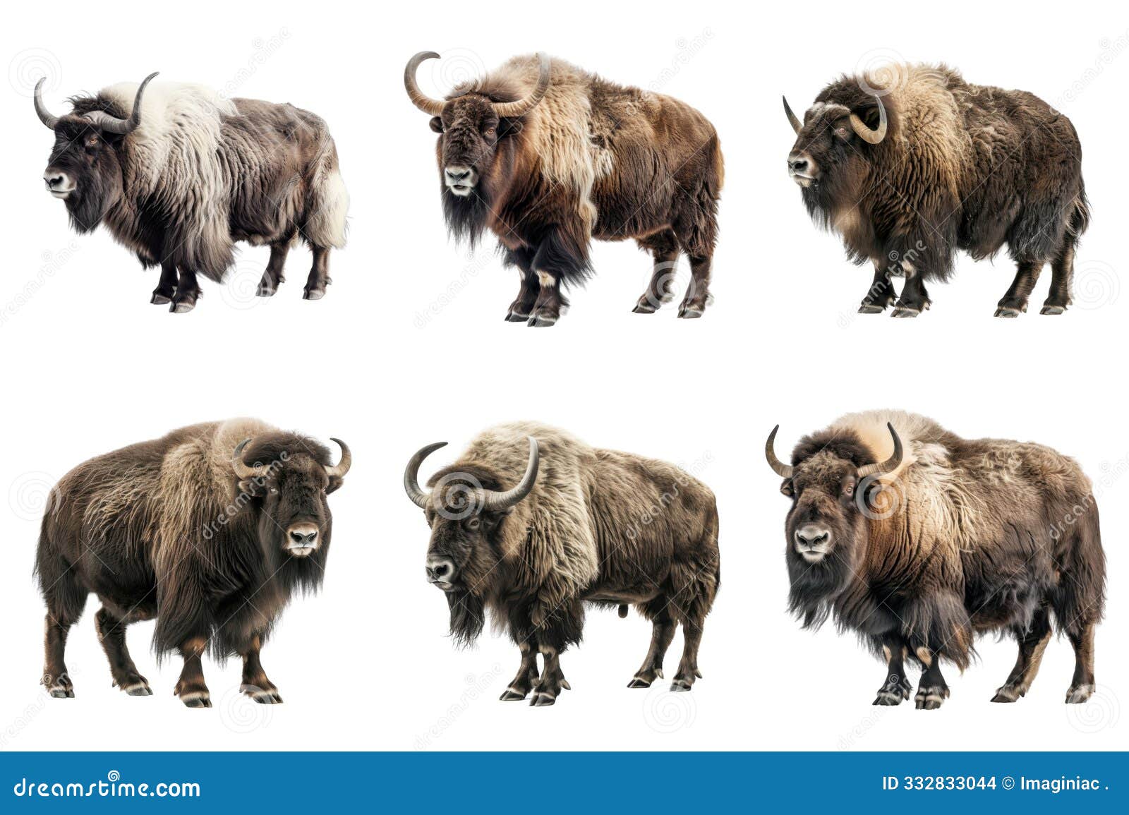 Six Musk Oxen Standing on a Transparent Background Stock Illustration ...