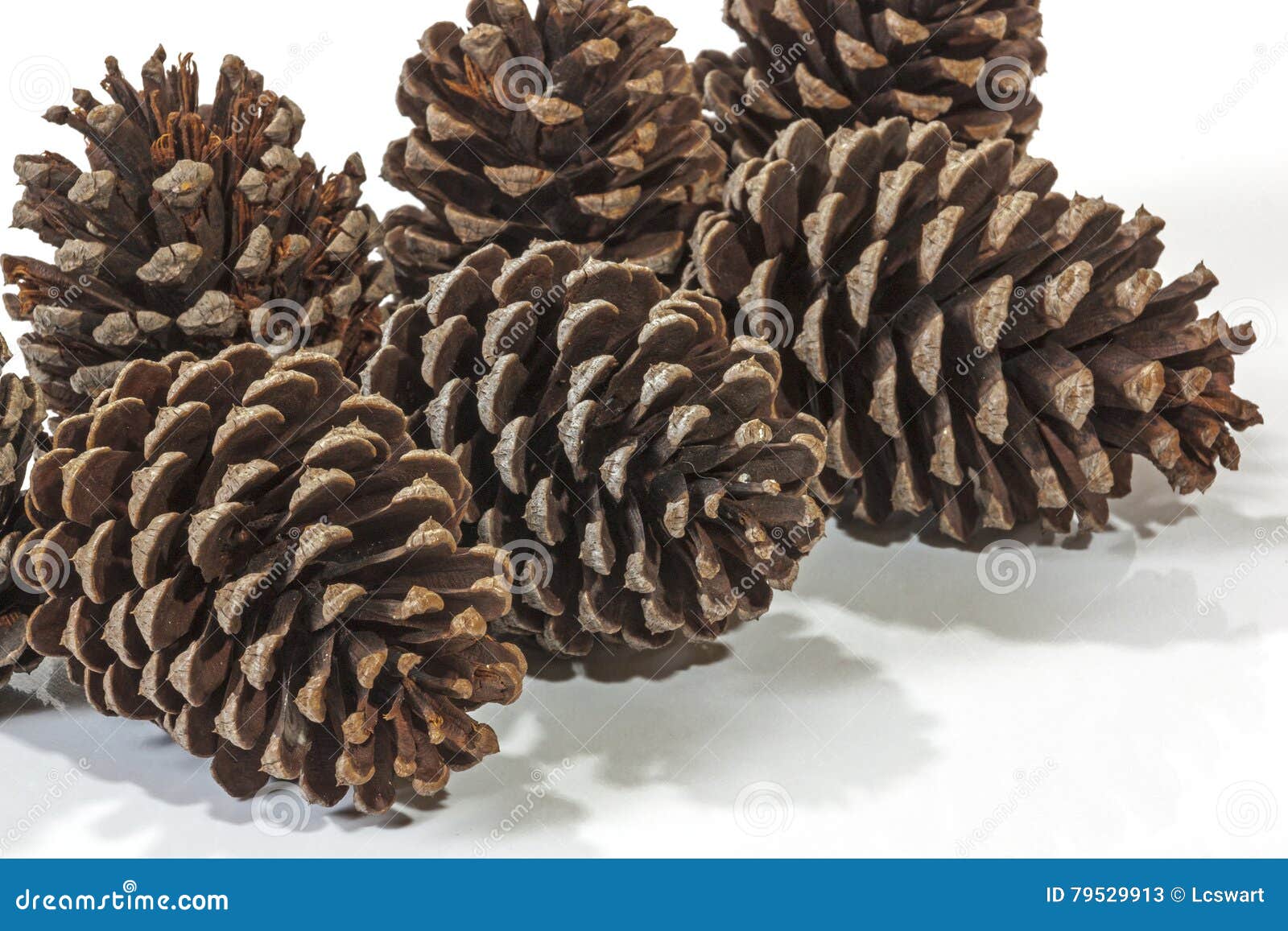 Six Natural Brown Pine Cone Patterns and Textures Stock Image - Image ...
