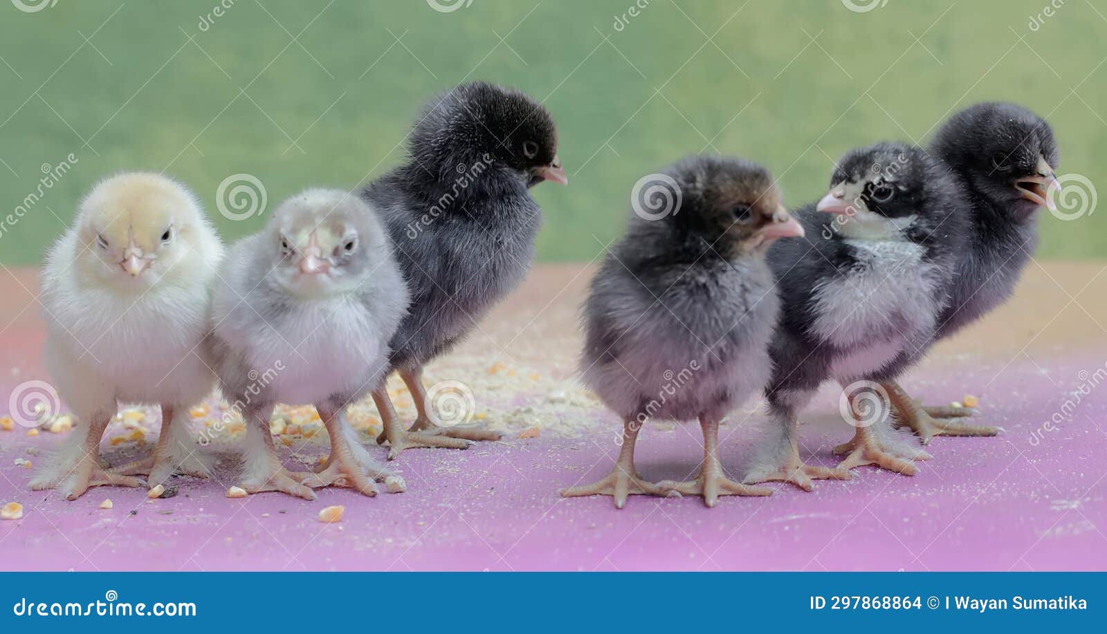 Six New Chicks Hatch from the Egg. Stock Photo - Image of ducks, wing ...