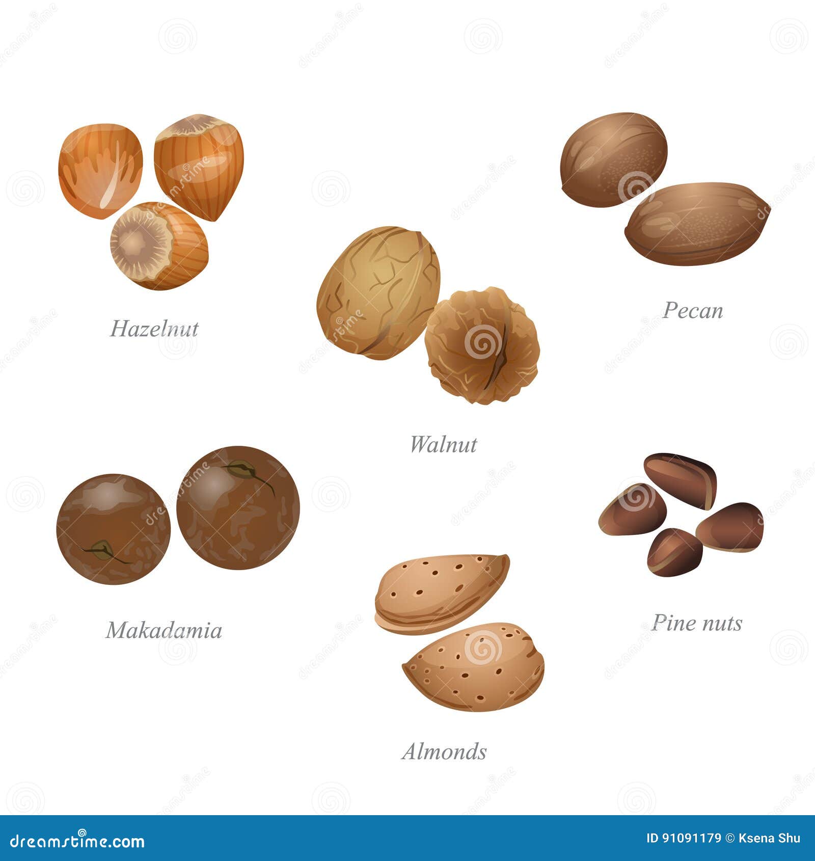 Six nuts in their shells stock vector. Illustration of almonds - 91091179