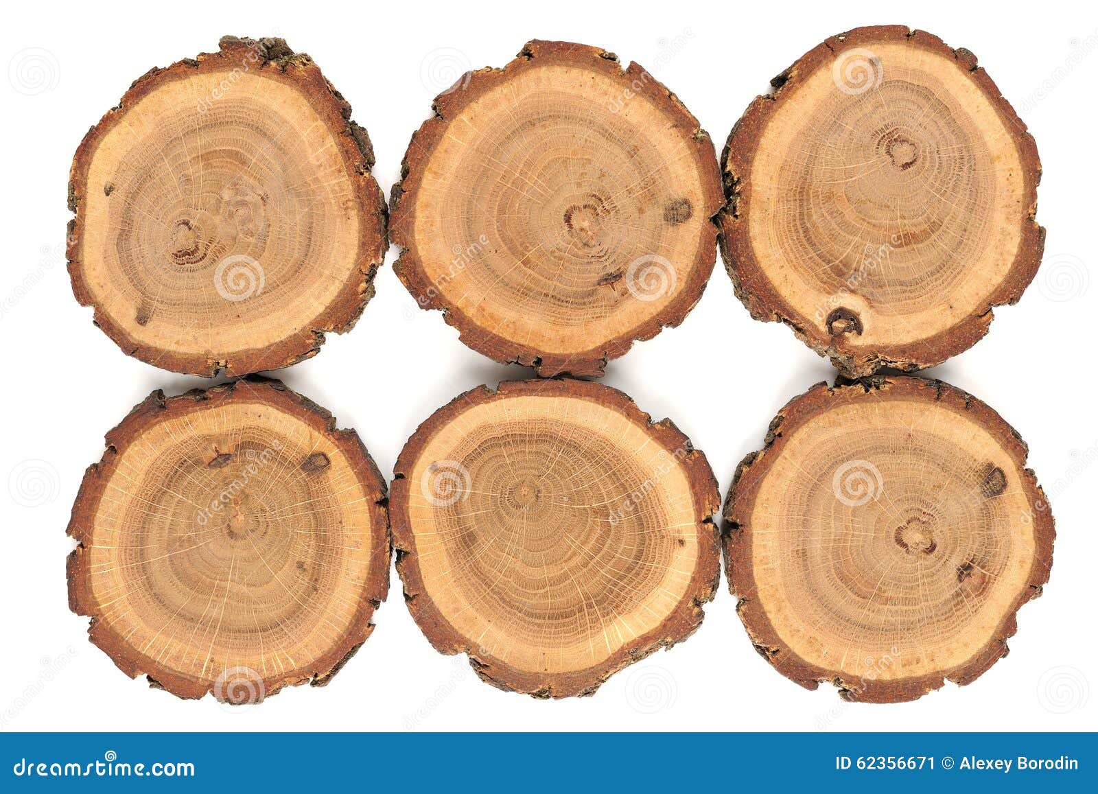Six Oak Split with Growth Rings and Bark Stock Image - Image of design ...