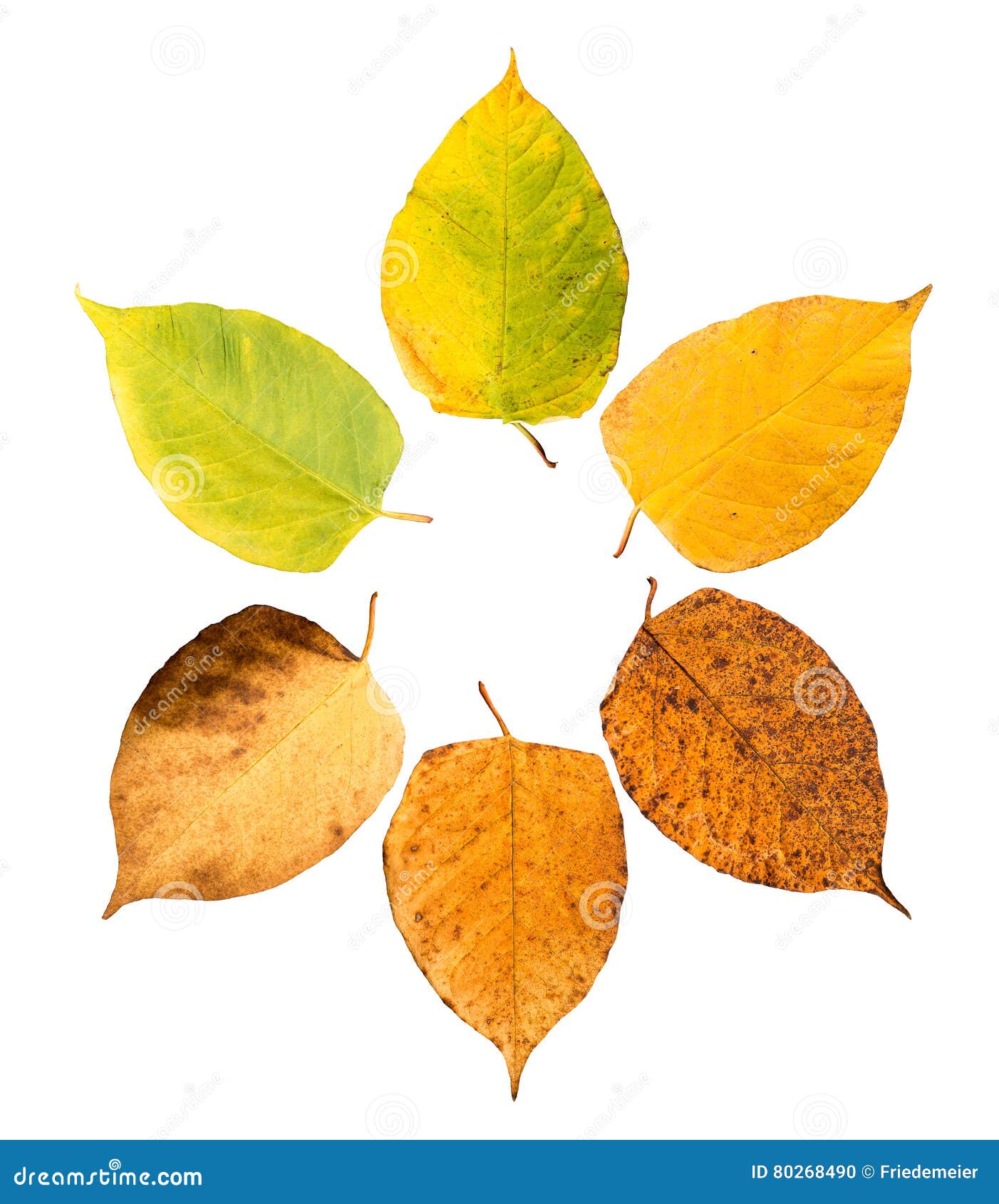 Six Pieces of Leave in Different States of Withering Stock Photo ...