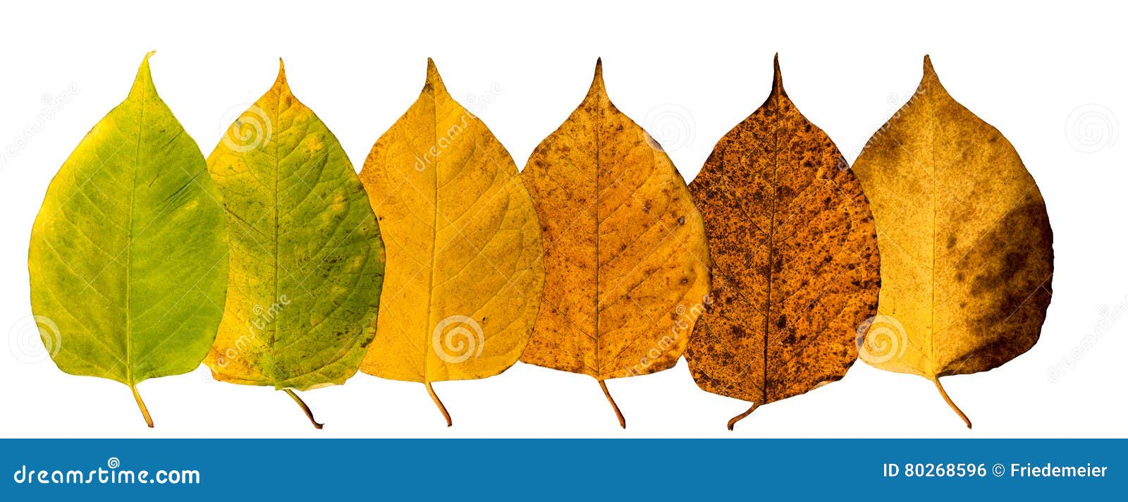 Six Pieces of Leave in Different States of Withering Isolated on Stock ...