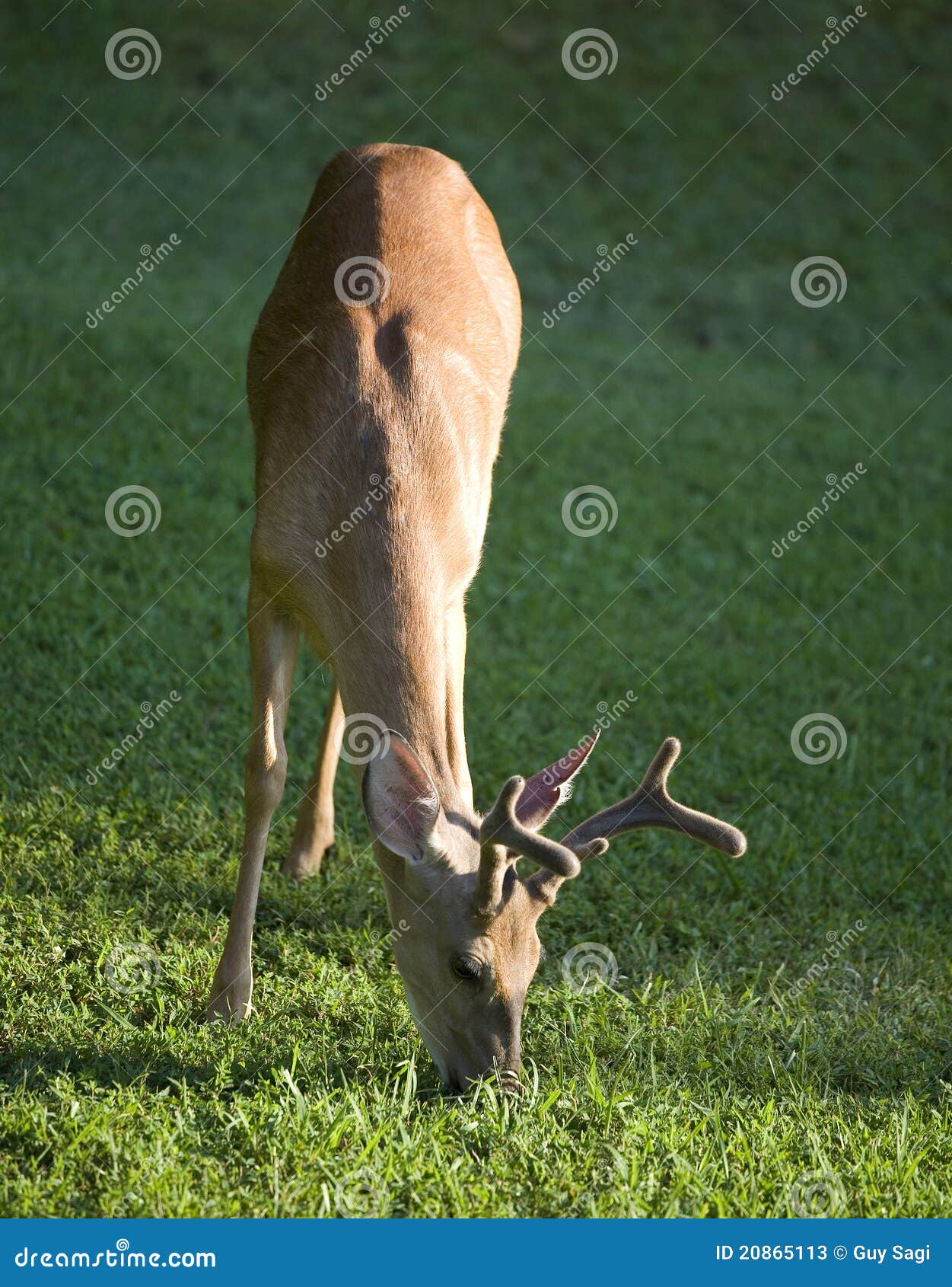 Six point stock image. Image of wildlife, antlers, horns - 20865113