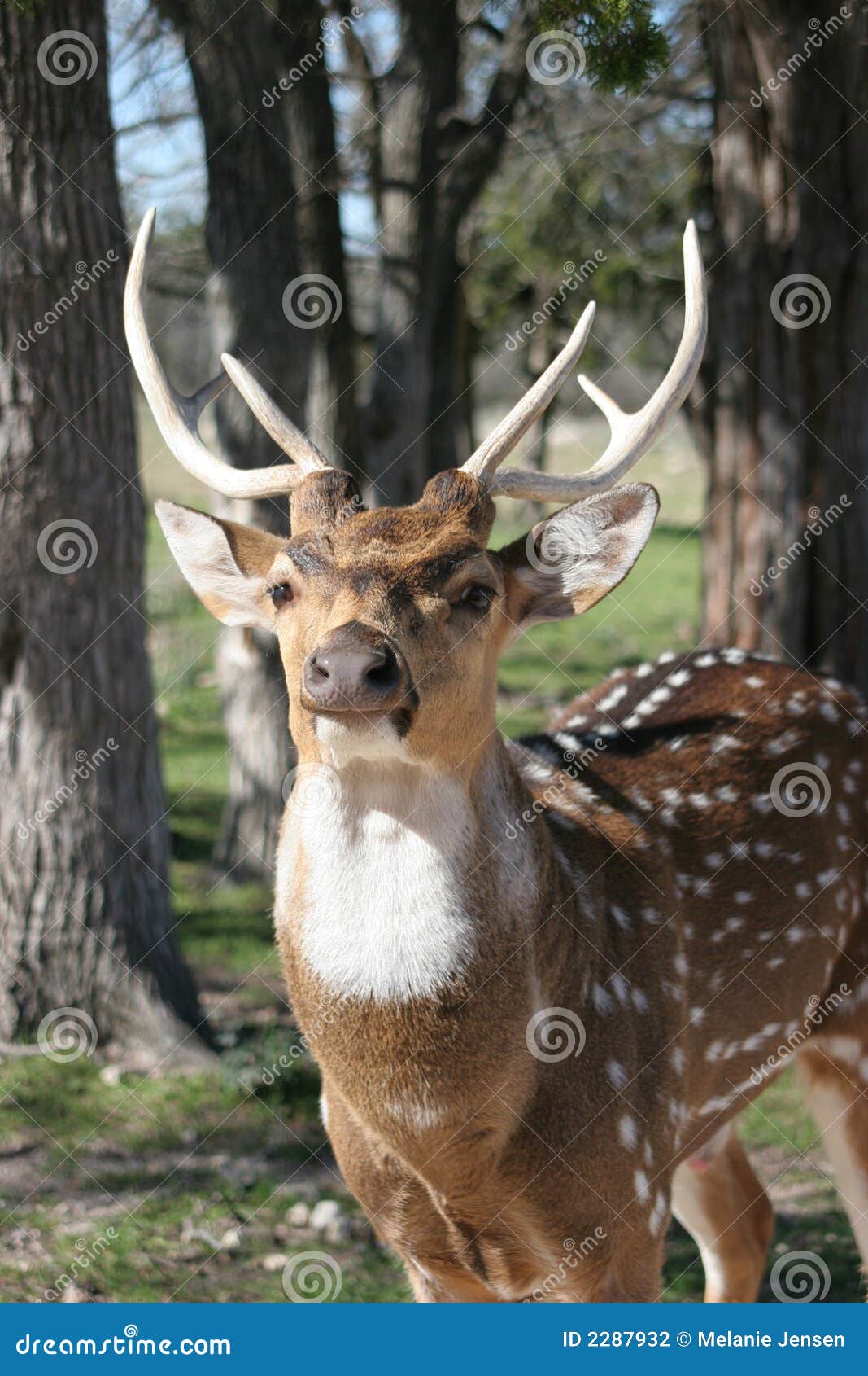 Six Point Buck stock photo. Image of majestic, exotic - 2287932