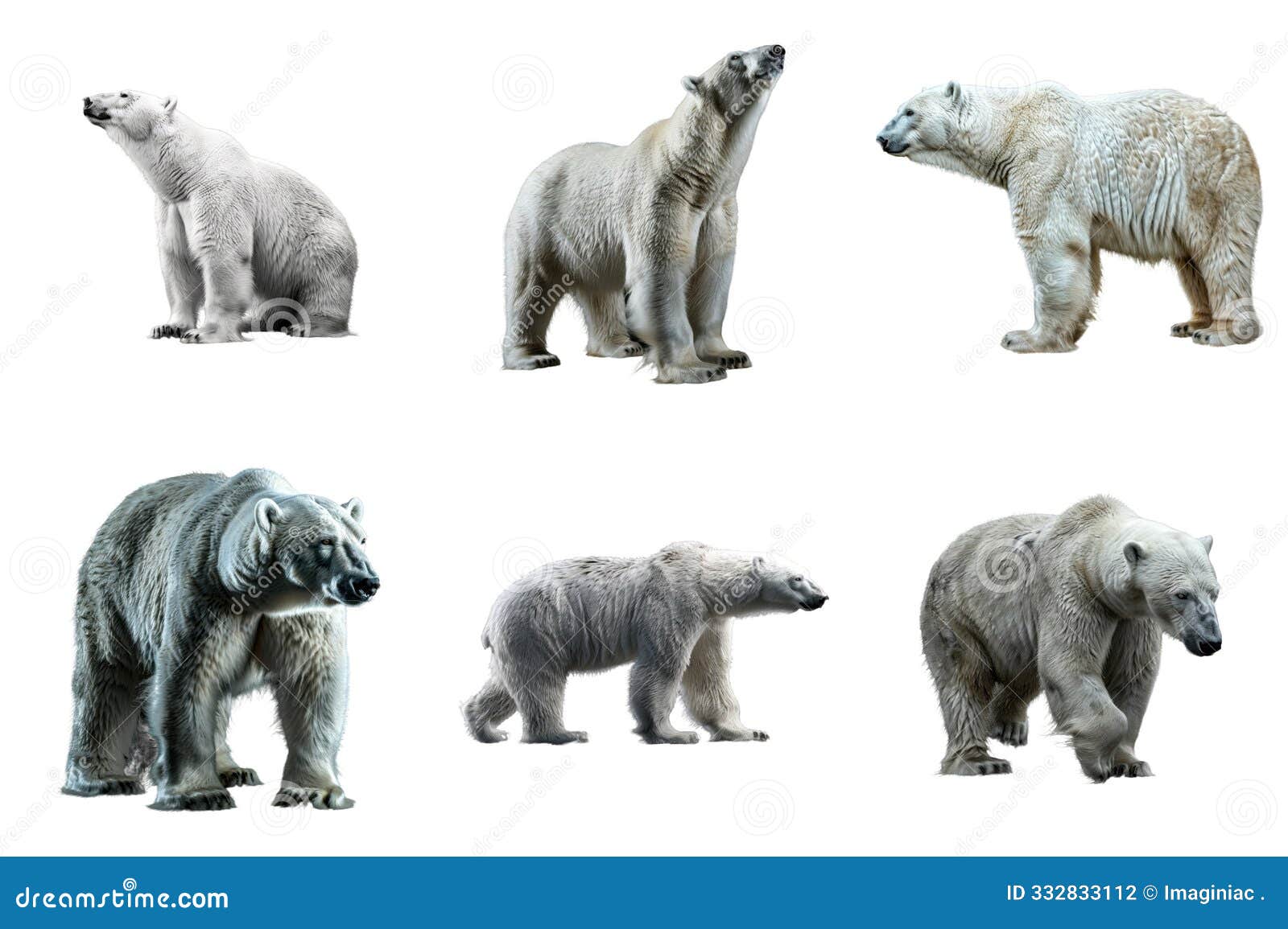 Six Polar Bears in Various Poses Against a Transparent Background Stock ...