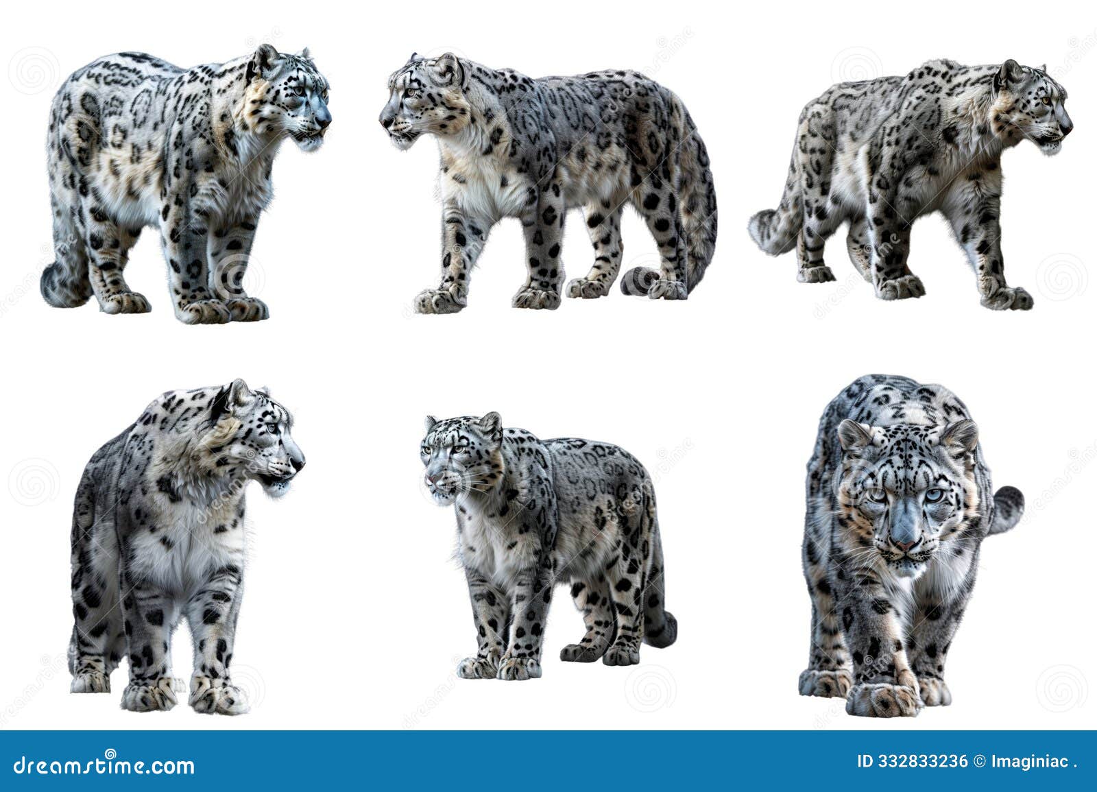 Six Poses of a Snow Leopard Stock Illustration - Illustration of claws ...