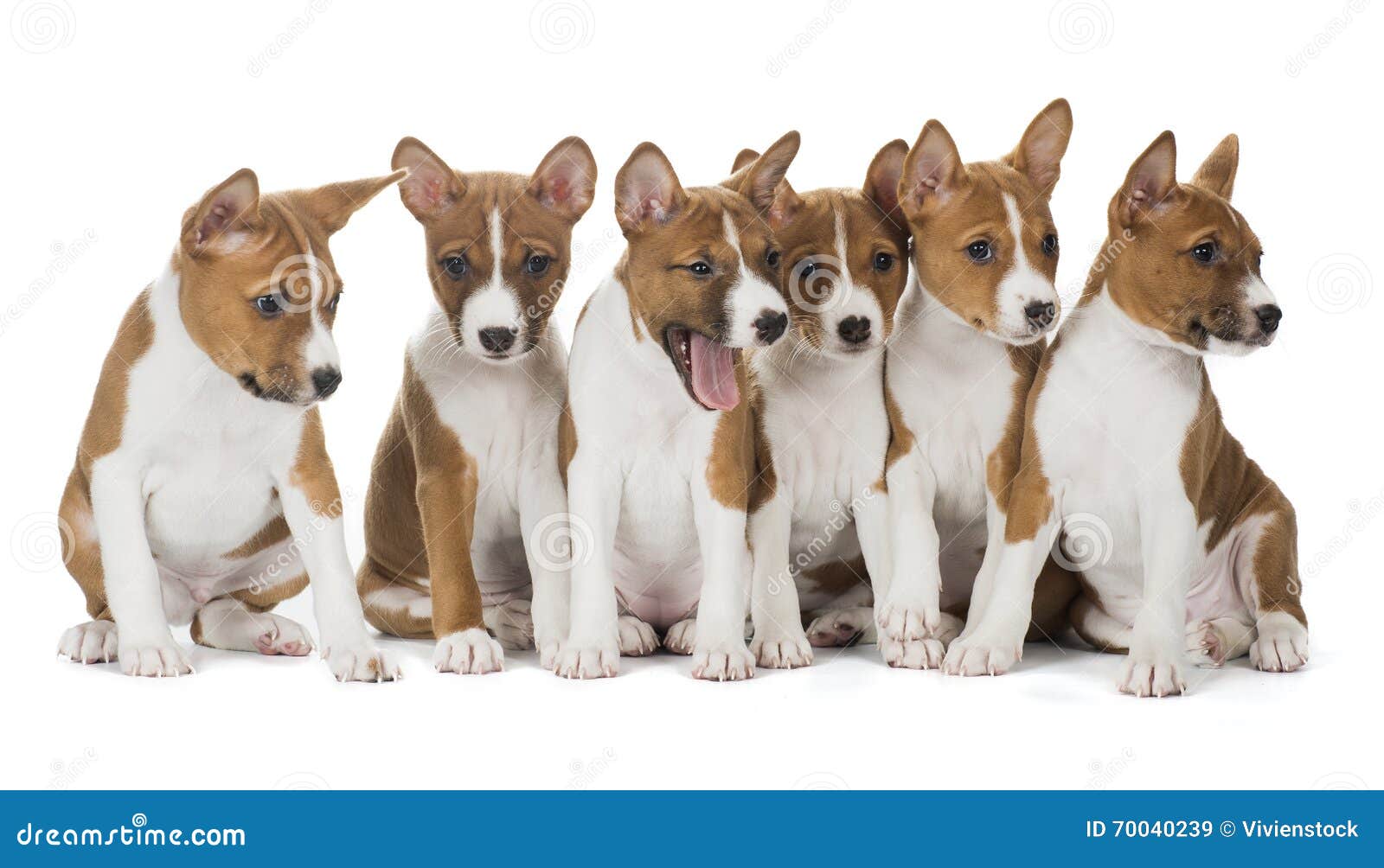 Six puppies cute Basenji stock image. Image of healthy - 70040239