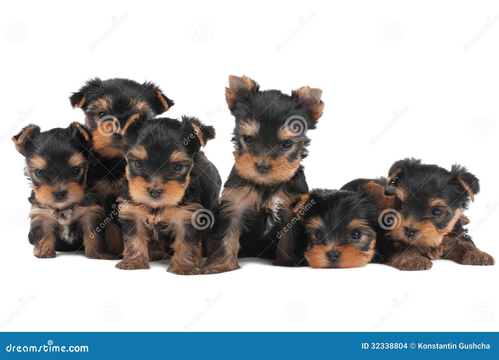 Six puppies stock photo. Image of precious, brown, lovely - 32338804