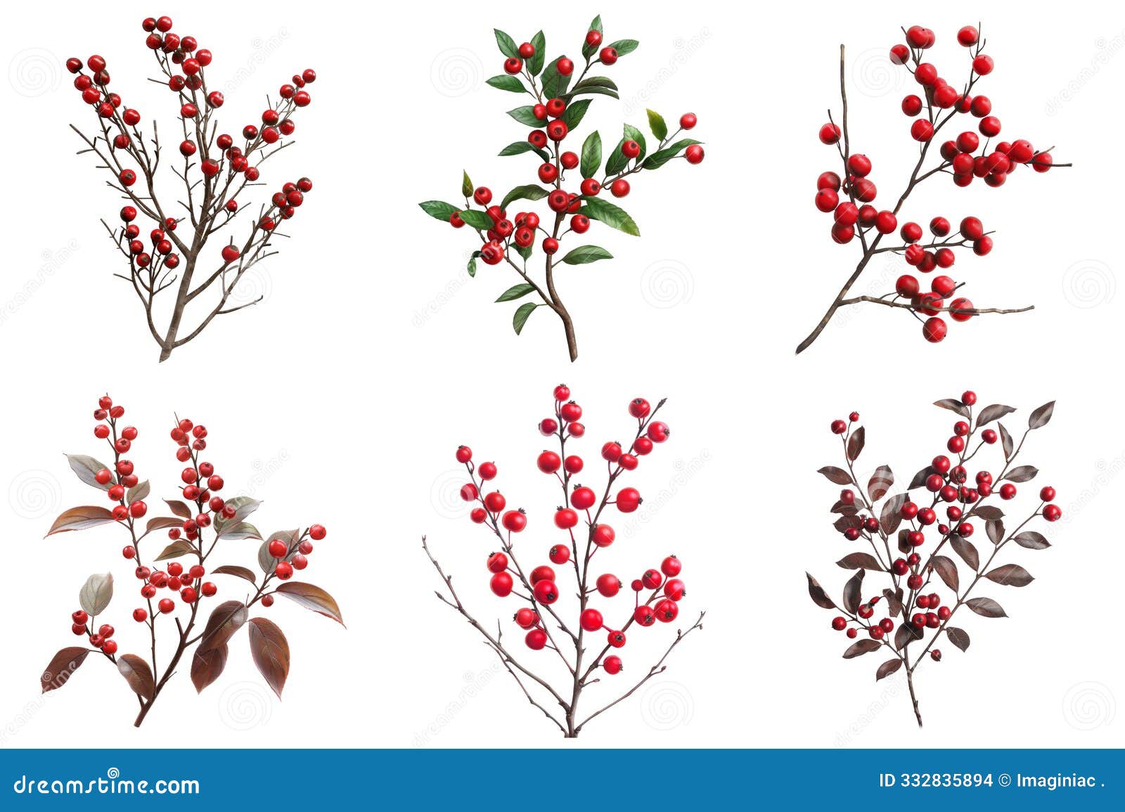 Six Red Berry Branches with Different Backgrounds Stock Illustration ...