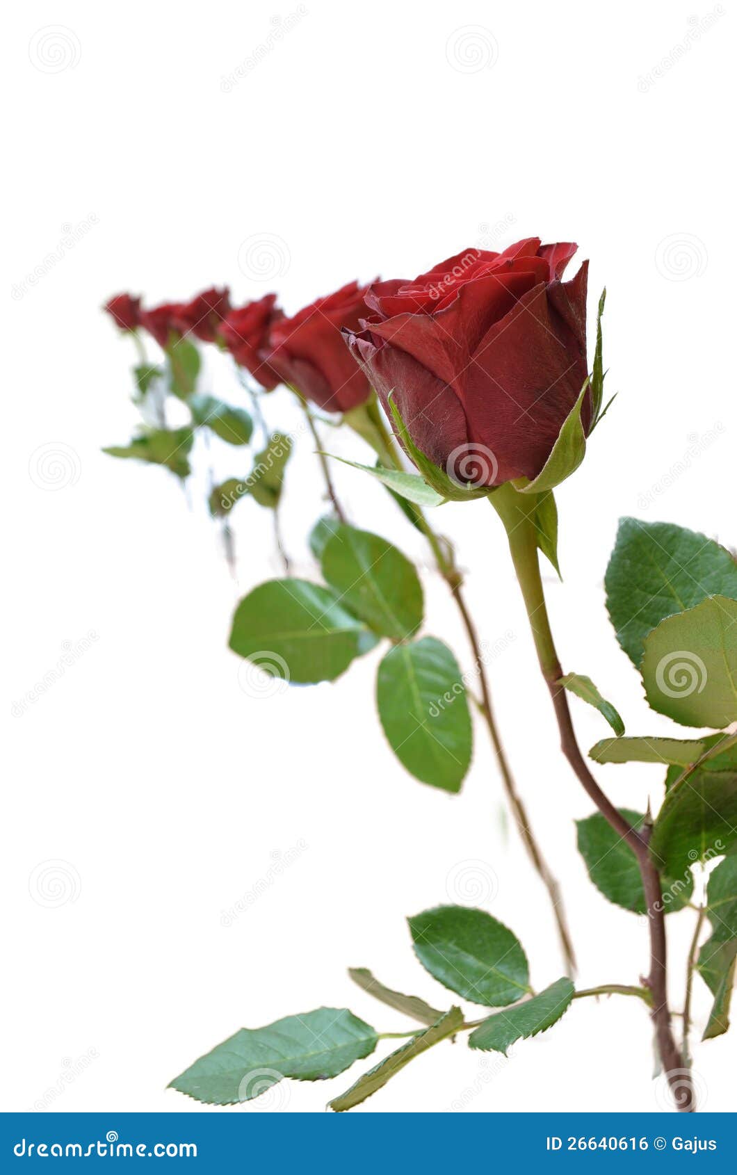 Six red roses stock photo. Image of white, background - 26640616