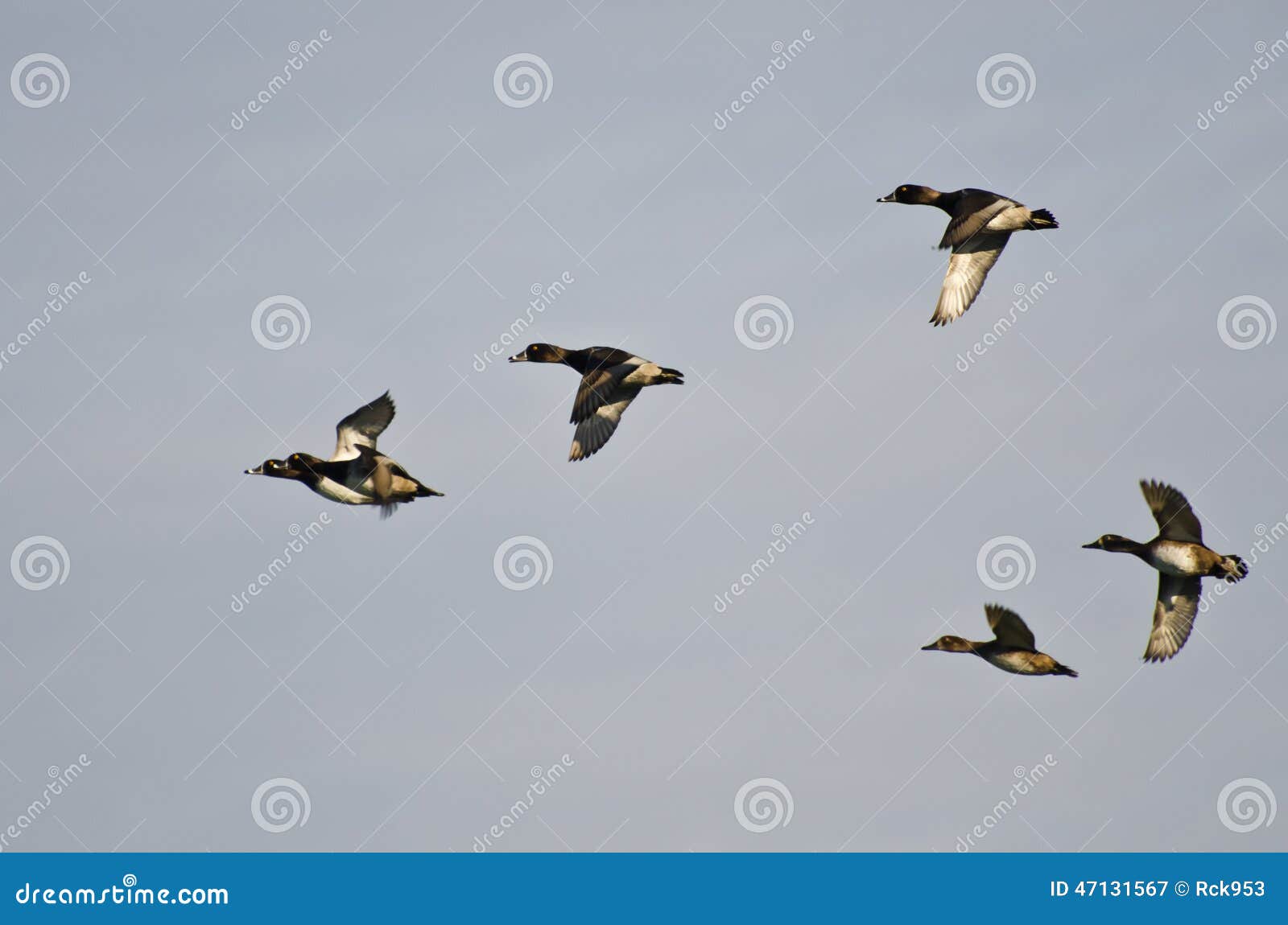 Six Ring-Necked Ducks Flying in a Cloudy Sky Stock Image - Image of ...